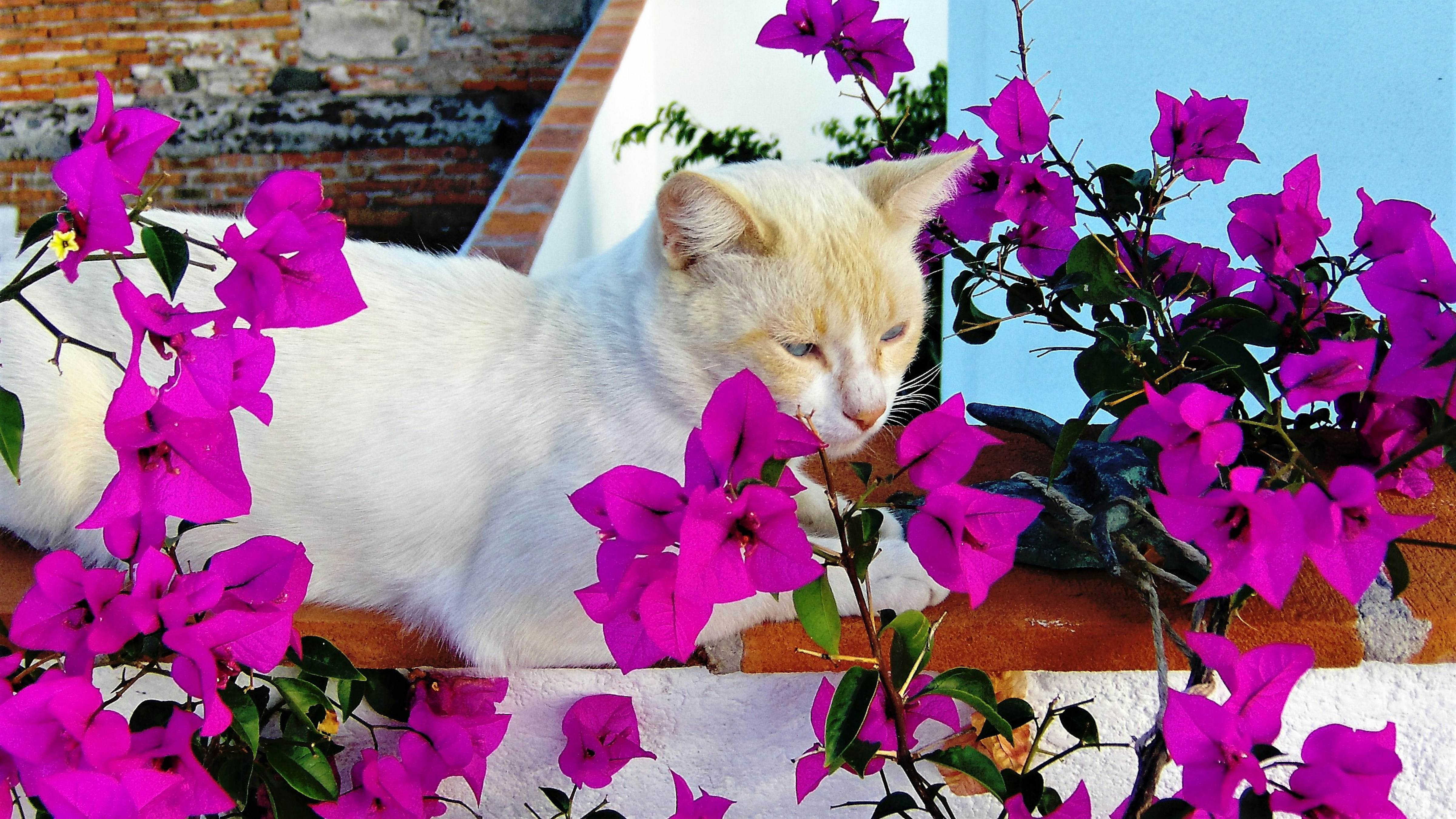 Stray cat relaxing on the roof.