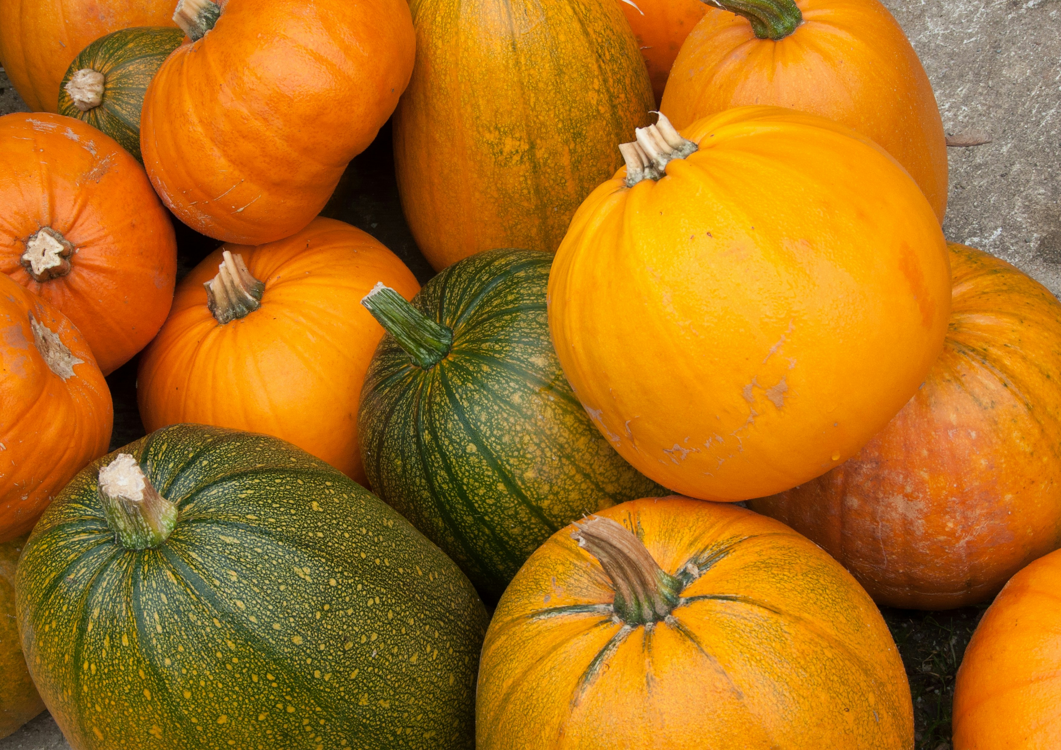 Lot de citrouille orange et vert photo – Image gratuite de Légumes sur ...