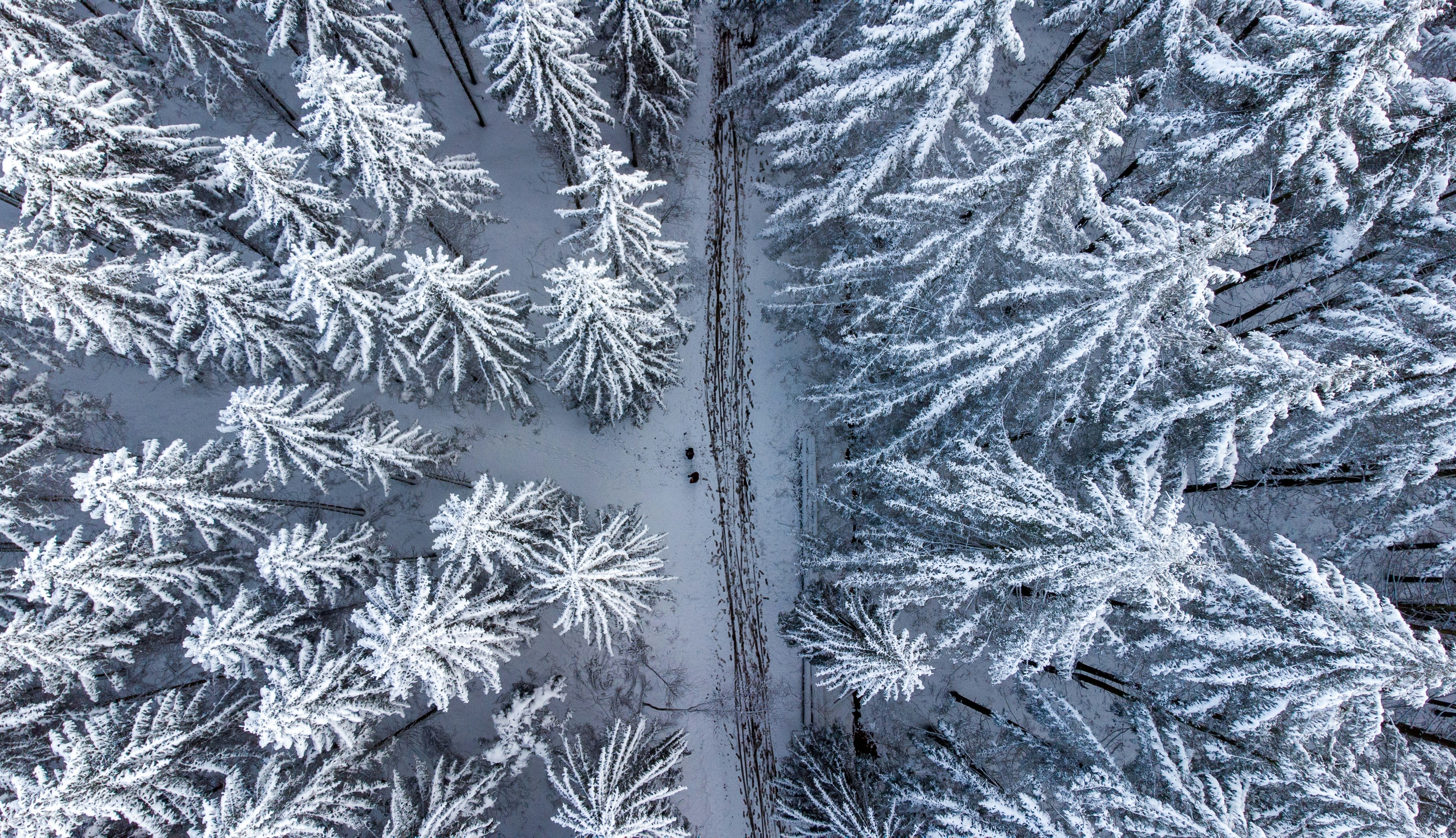White and gray tree branches photo – Free Forest Image on Unsplash