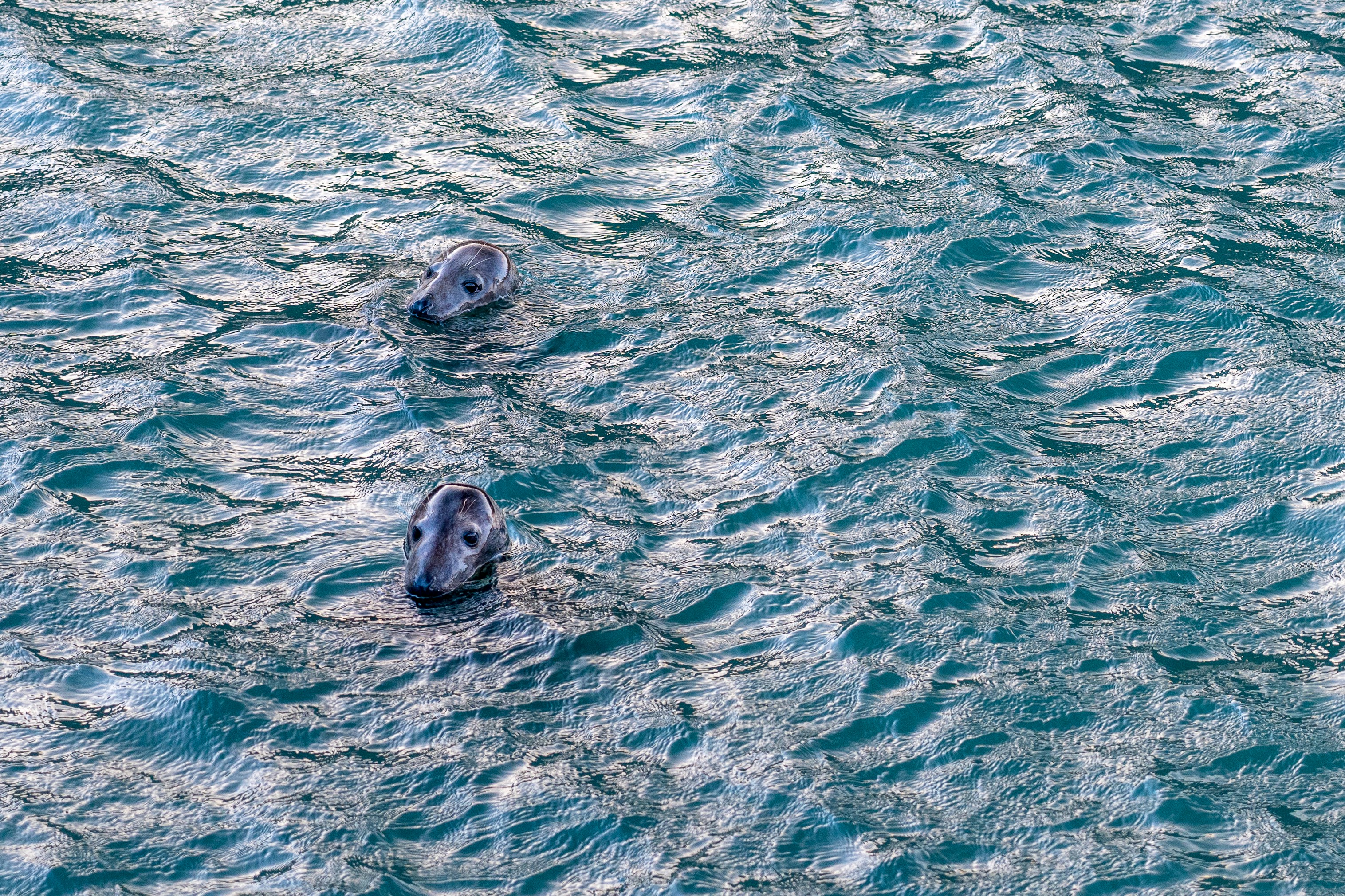 Teal Tide Encounter: Two Harbor Seals Surface in Turquoise Waters