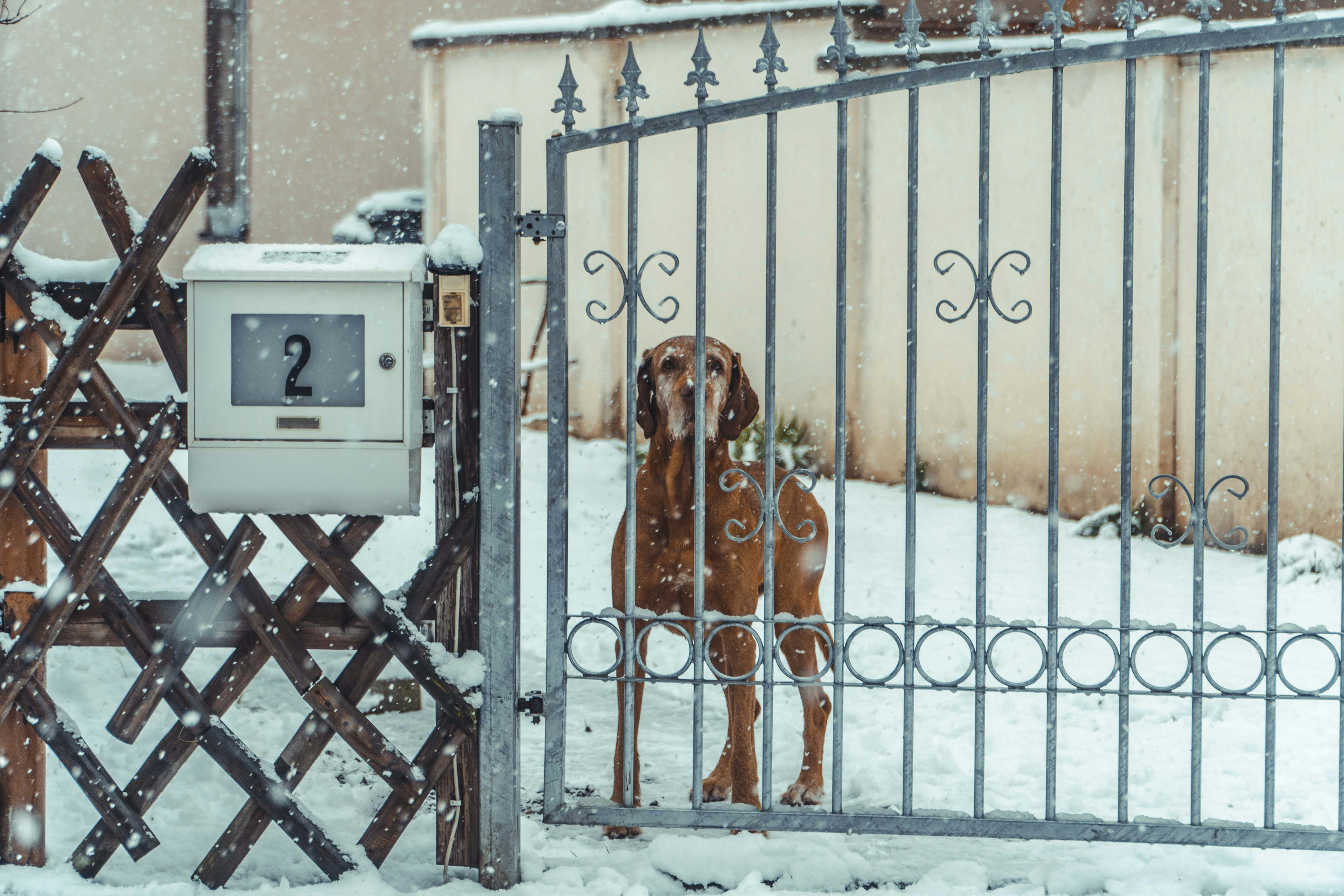 Snowbound Sentinel at the Gate: A Retriever’s Quiet Watch