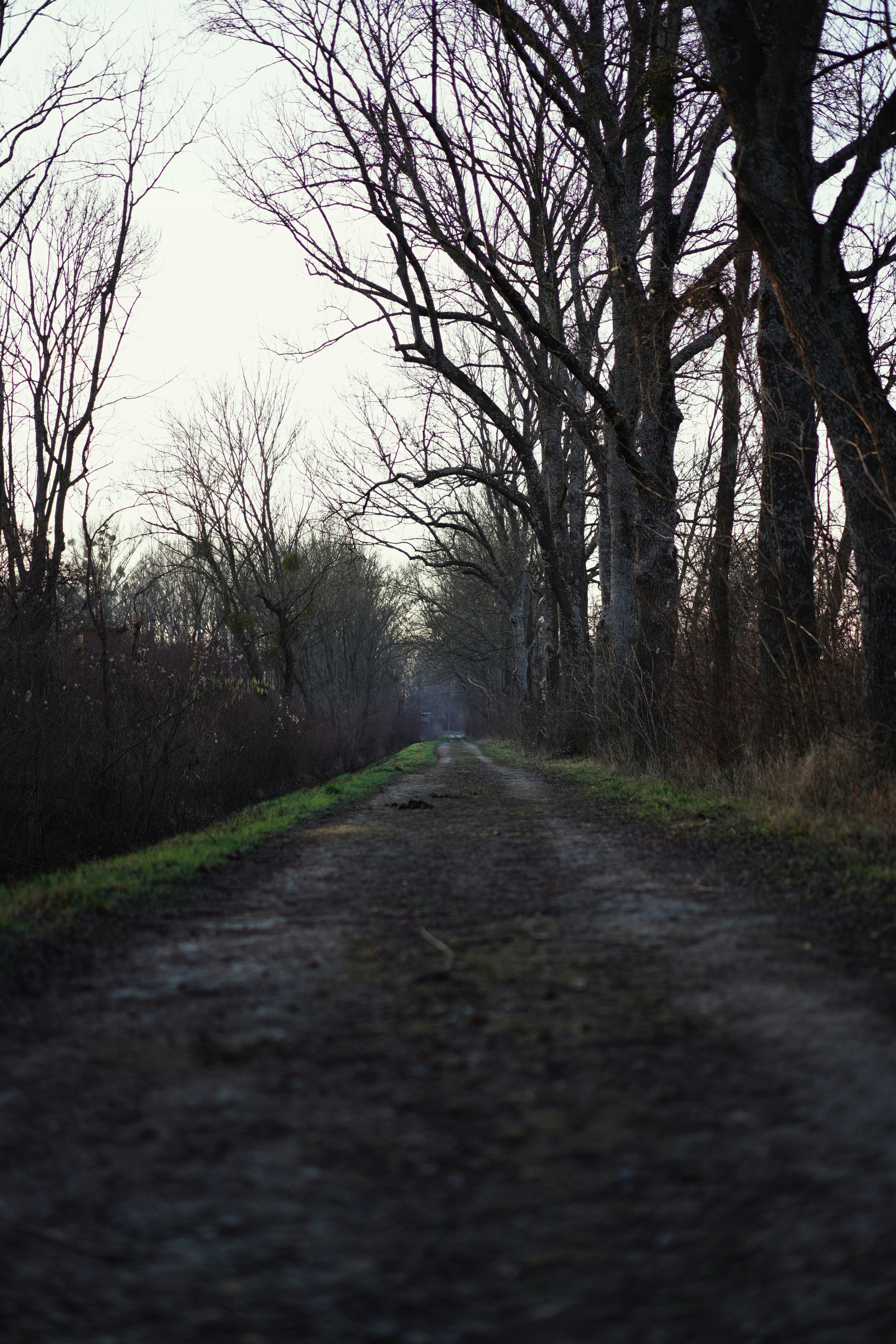 Gray pathway between bare trees photo – Free Grey Image on Unsplash