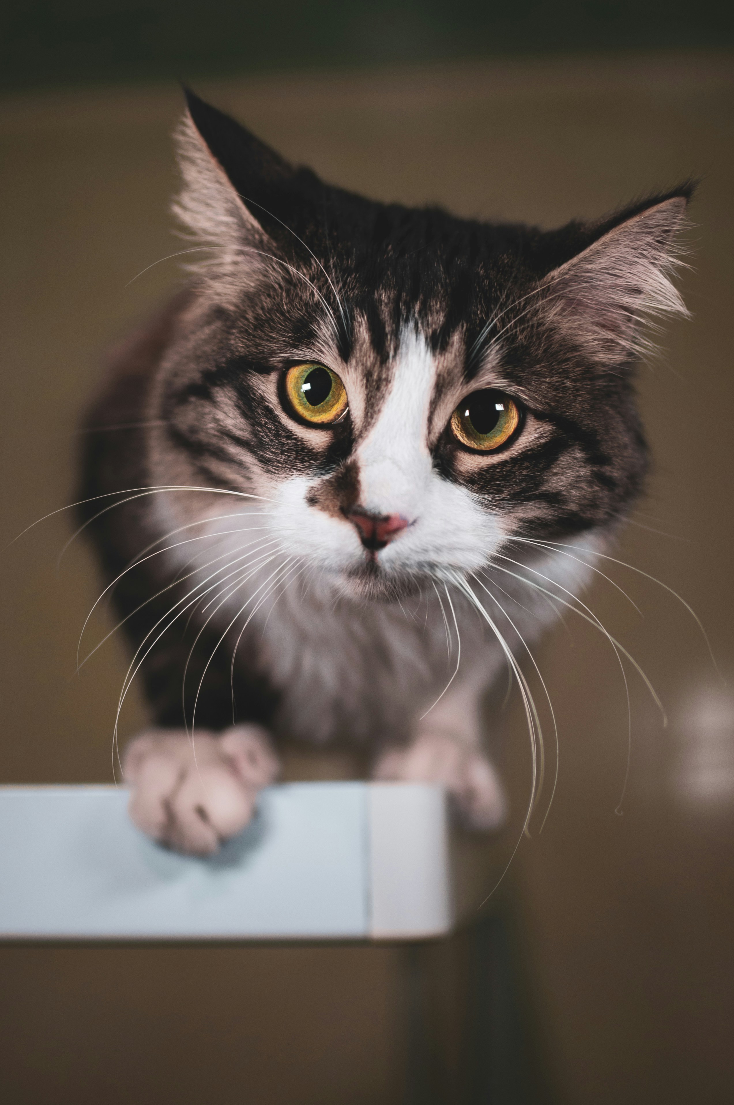 Fluffy Cat Pictures | Download Free Images on Unsplash