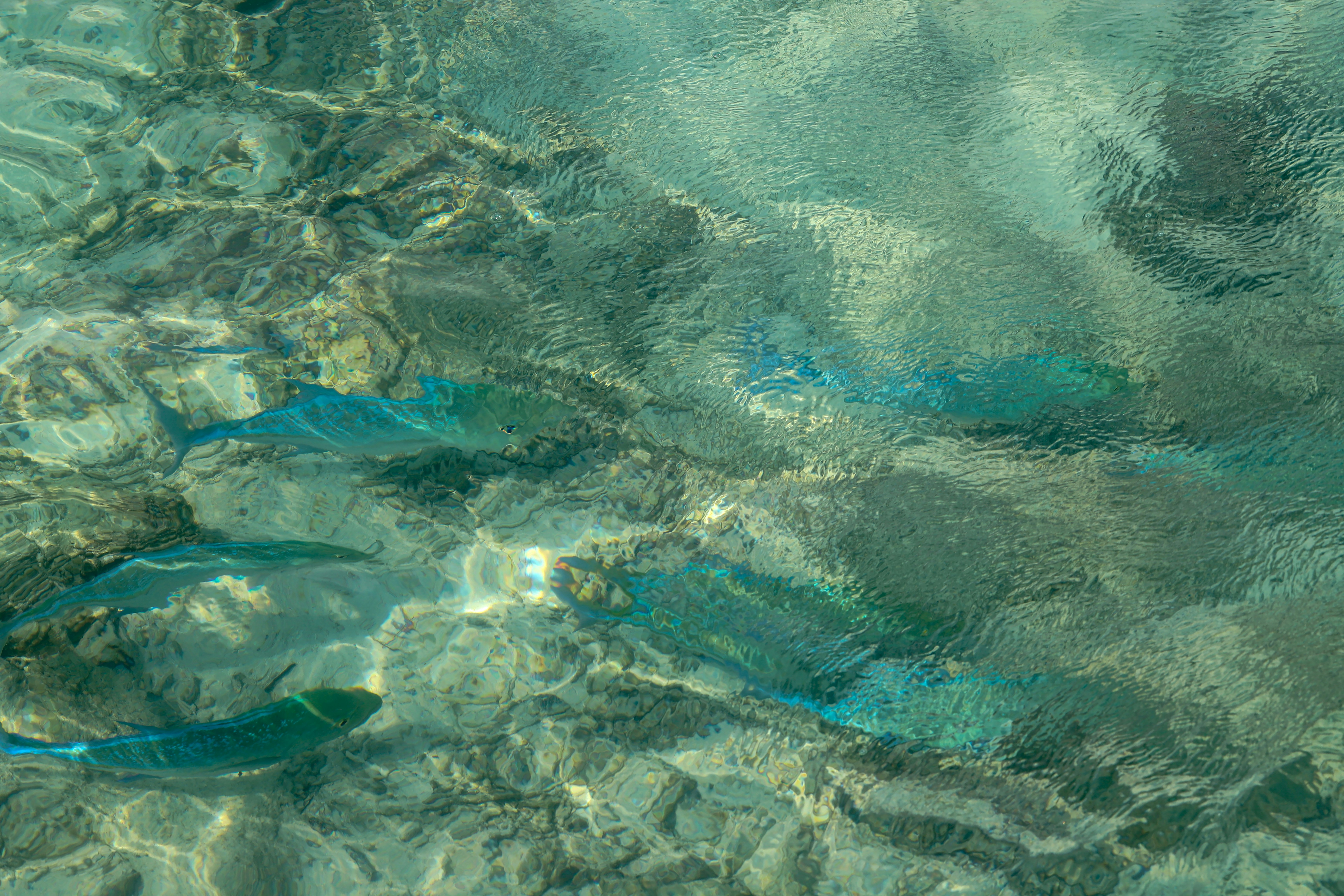 Blue fish swimming beneath shimmering water surface with light reflections.