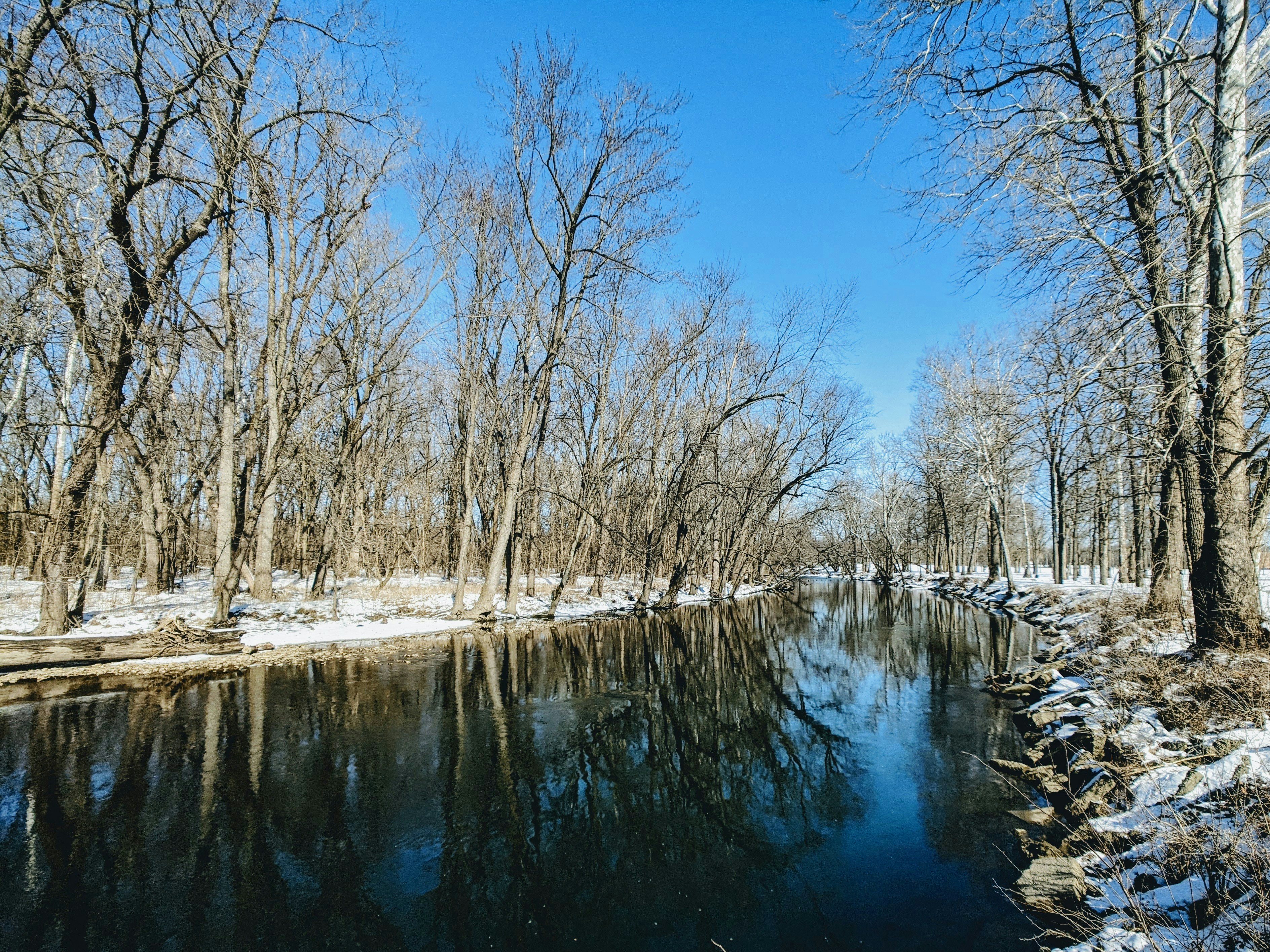 Bare trees line a tranquil river, their reflections mirrored in the icy water under a clear blue sky.