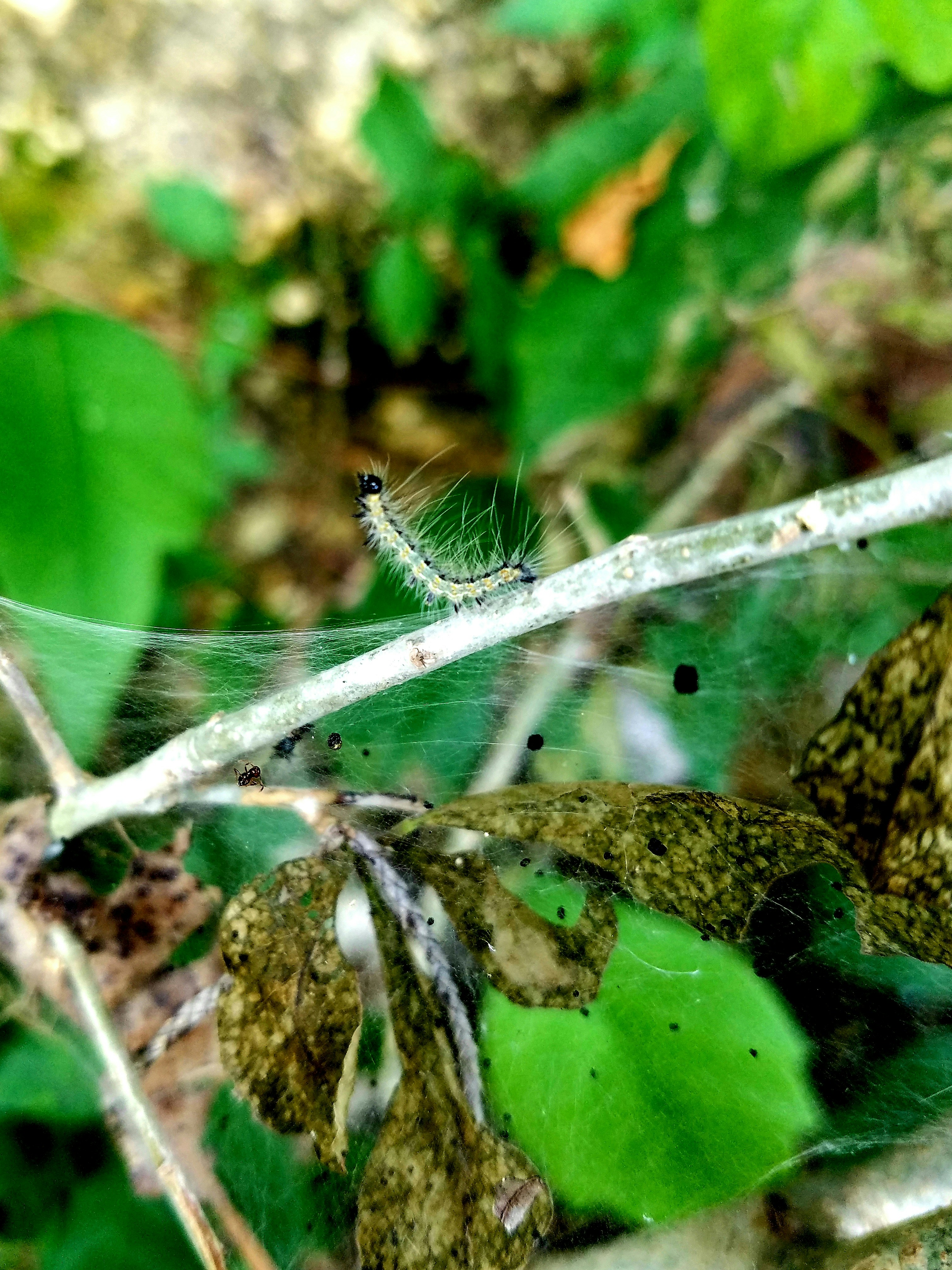 Silken Bridge: A Hairy Caterpillar Traversing a Dew-Flecked Web