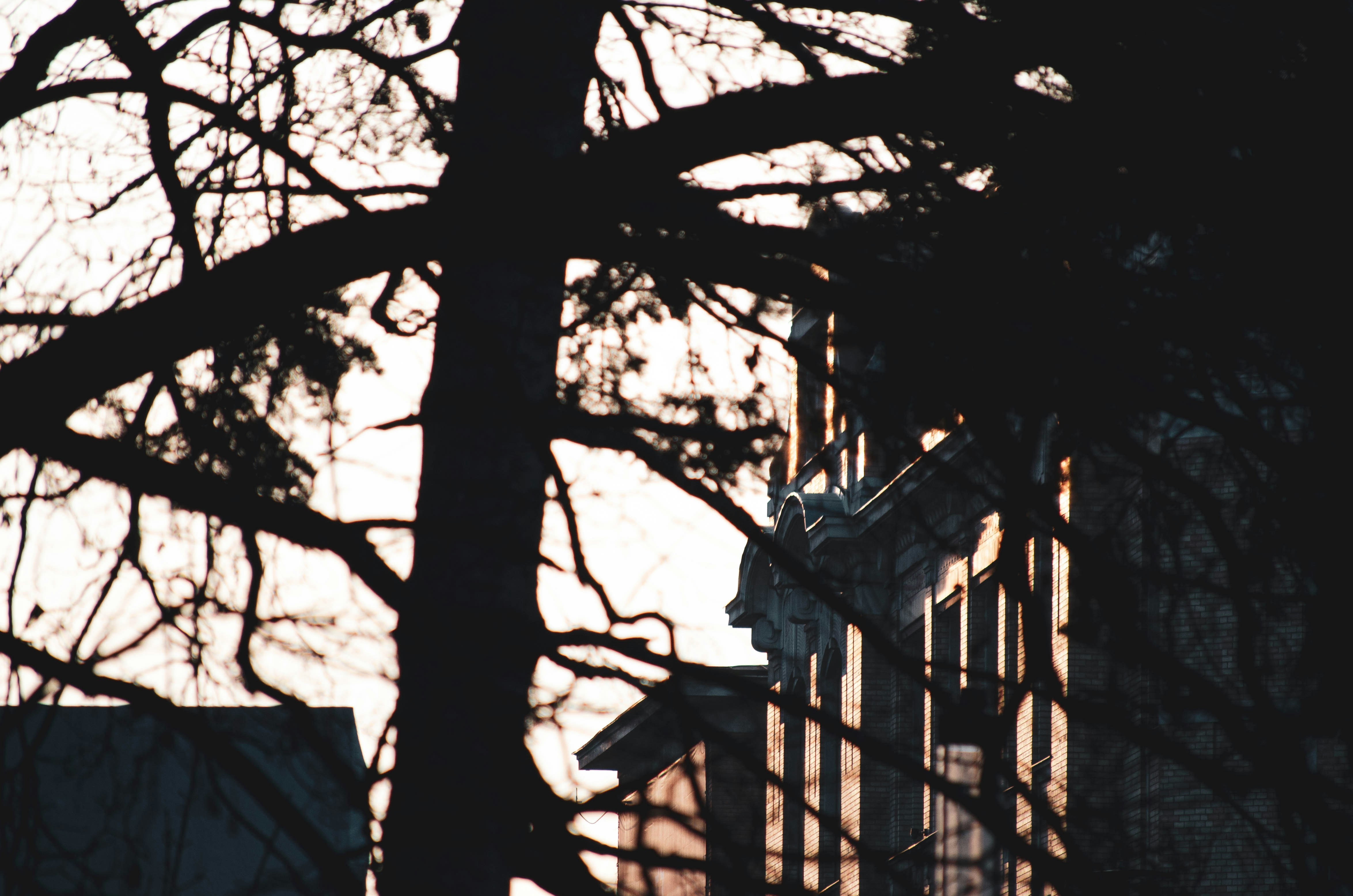 low angle photography of bare tree during daytime