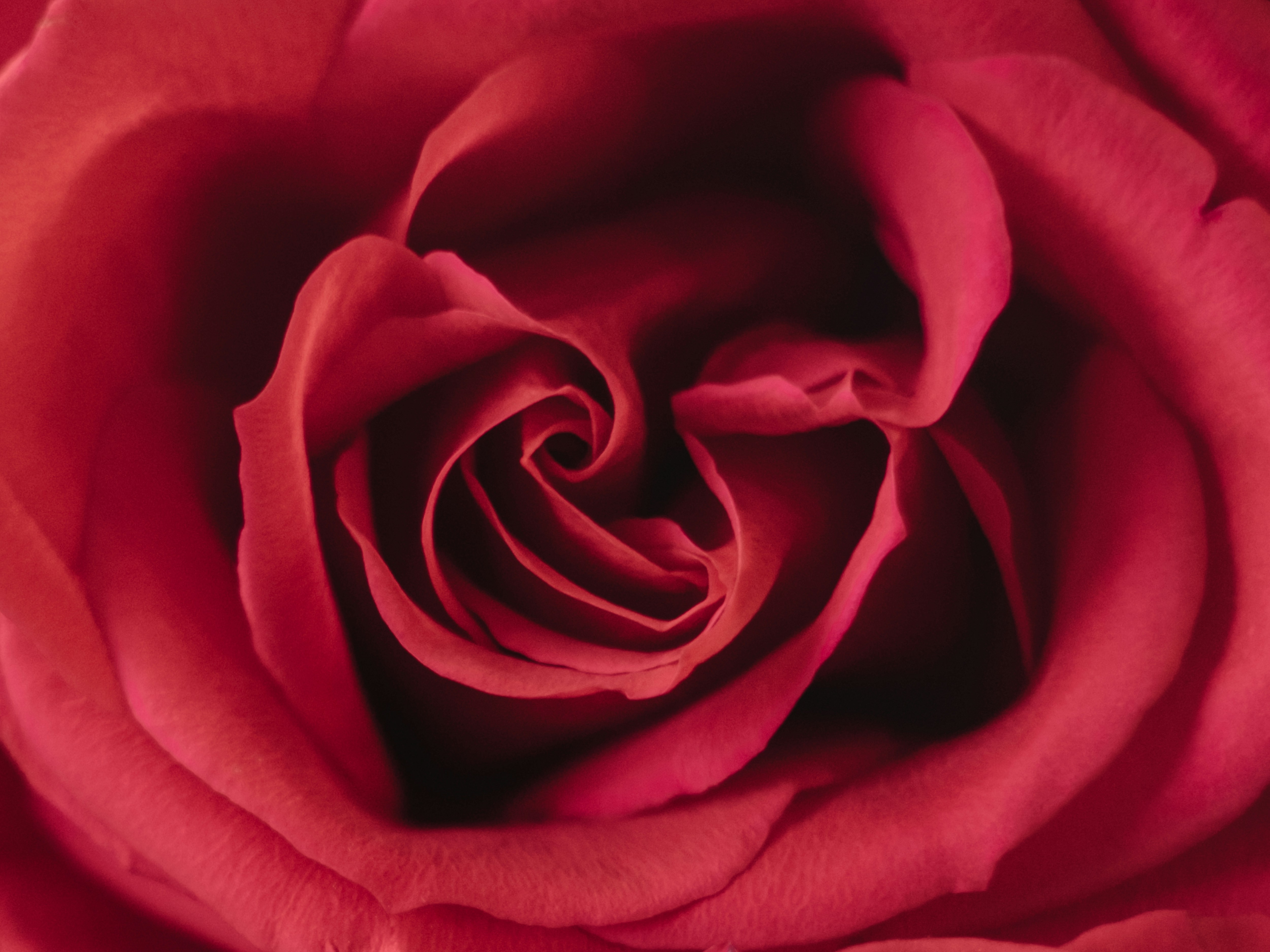 Close-up of a vibrant red rose, showcasing its delicate petals and intricate spiral formation.