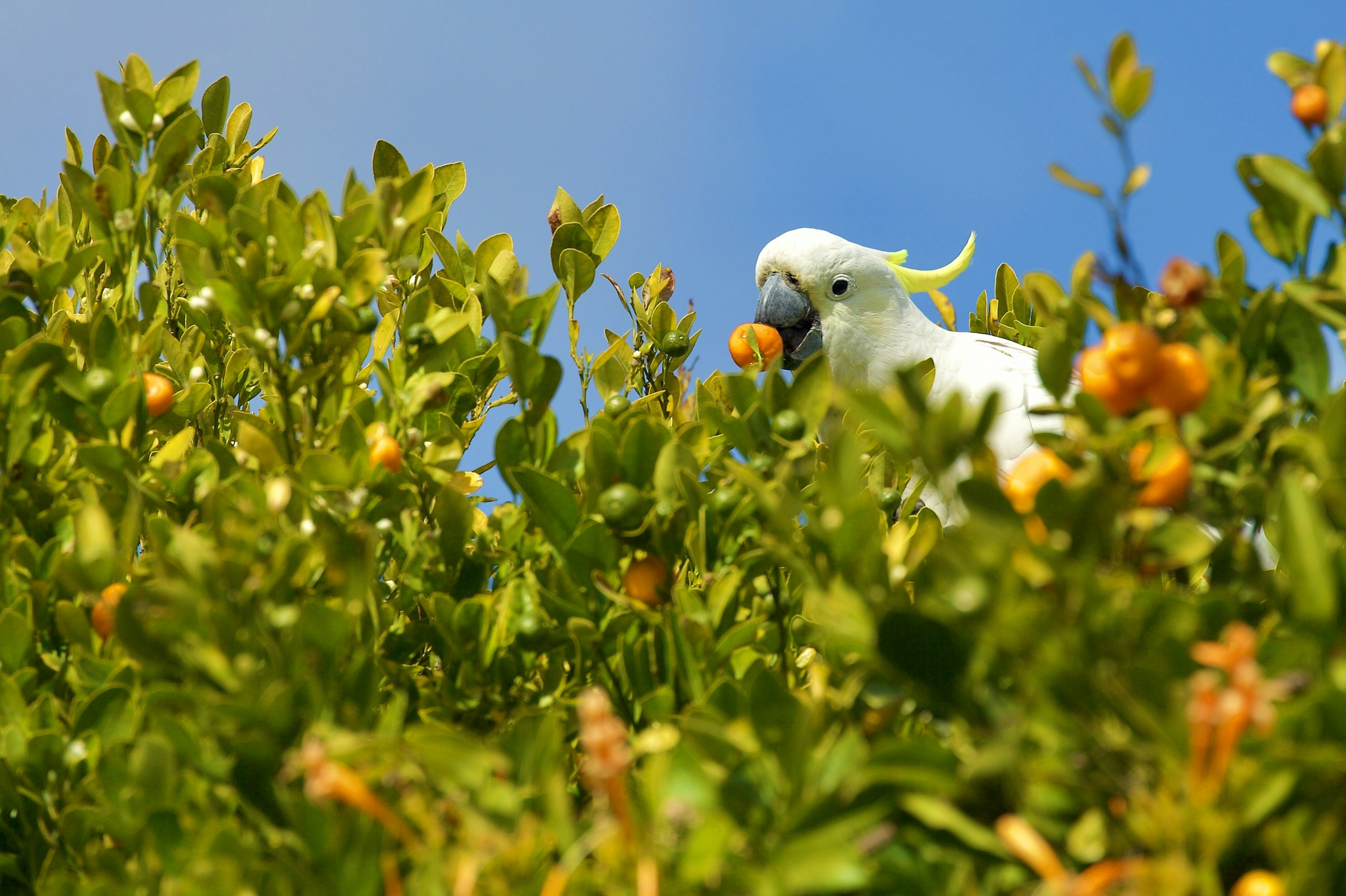 Edge of the Foliage: White Cockatoo Among Orange Berries