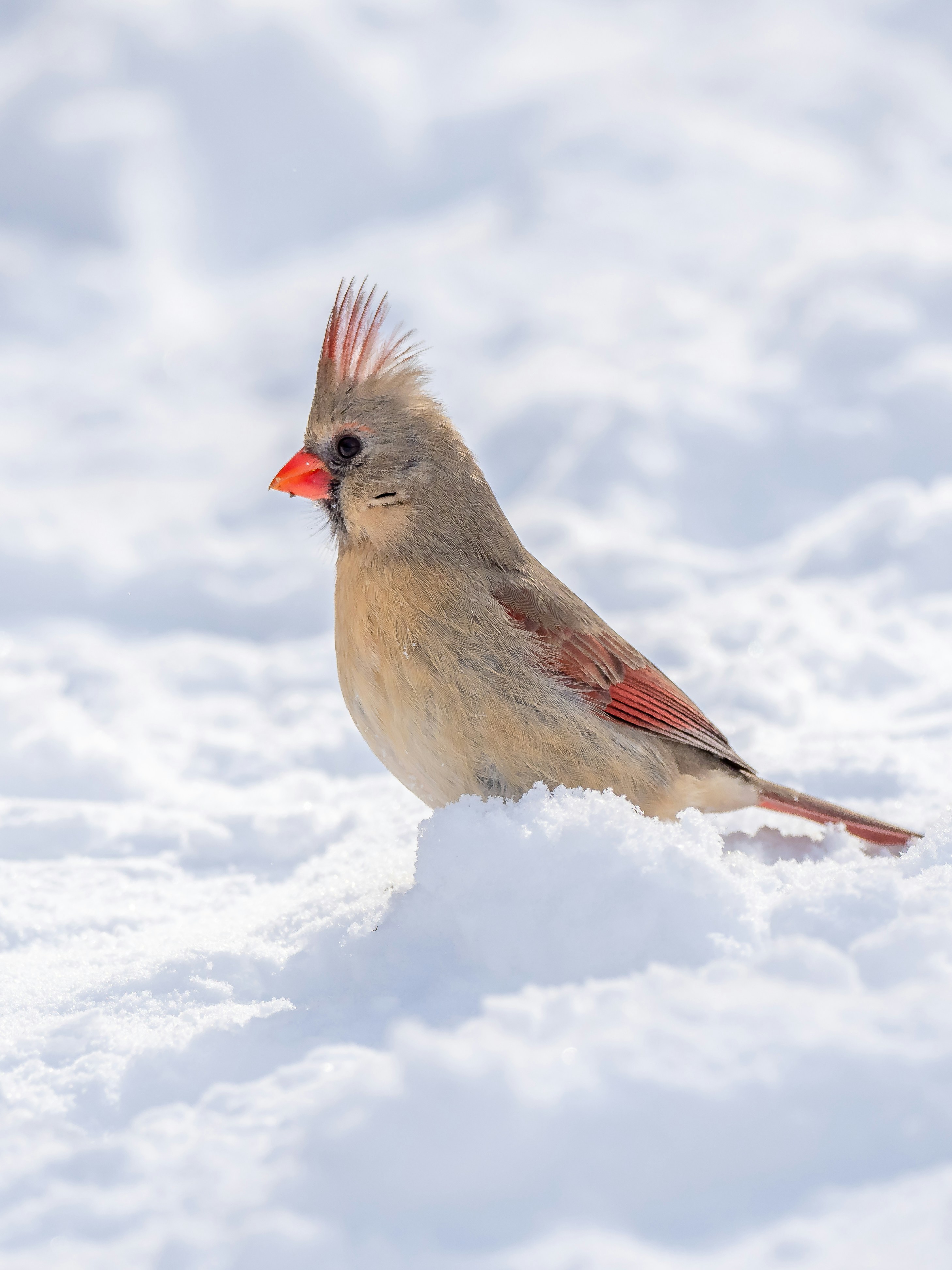 Female cardinal foraging in a snowy landscape, showcasing its vibrant plumage against the white backdrop.