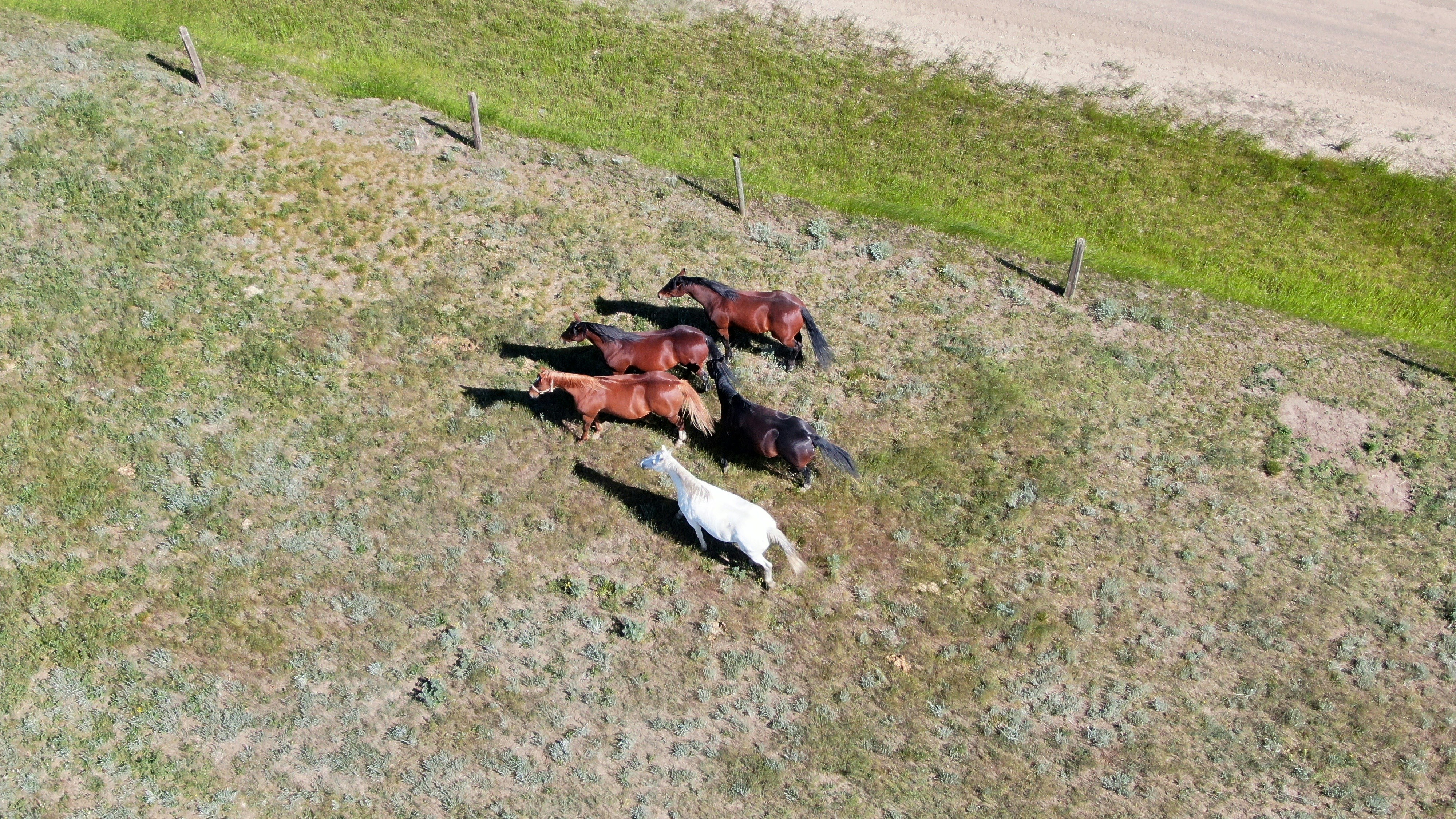 A group of horses running across a grassy field, showcasing their dynamic movement and natural beauty.