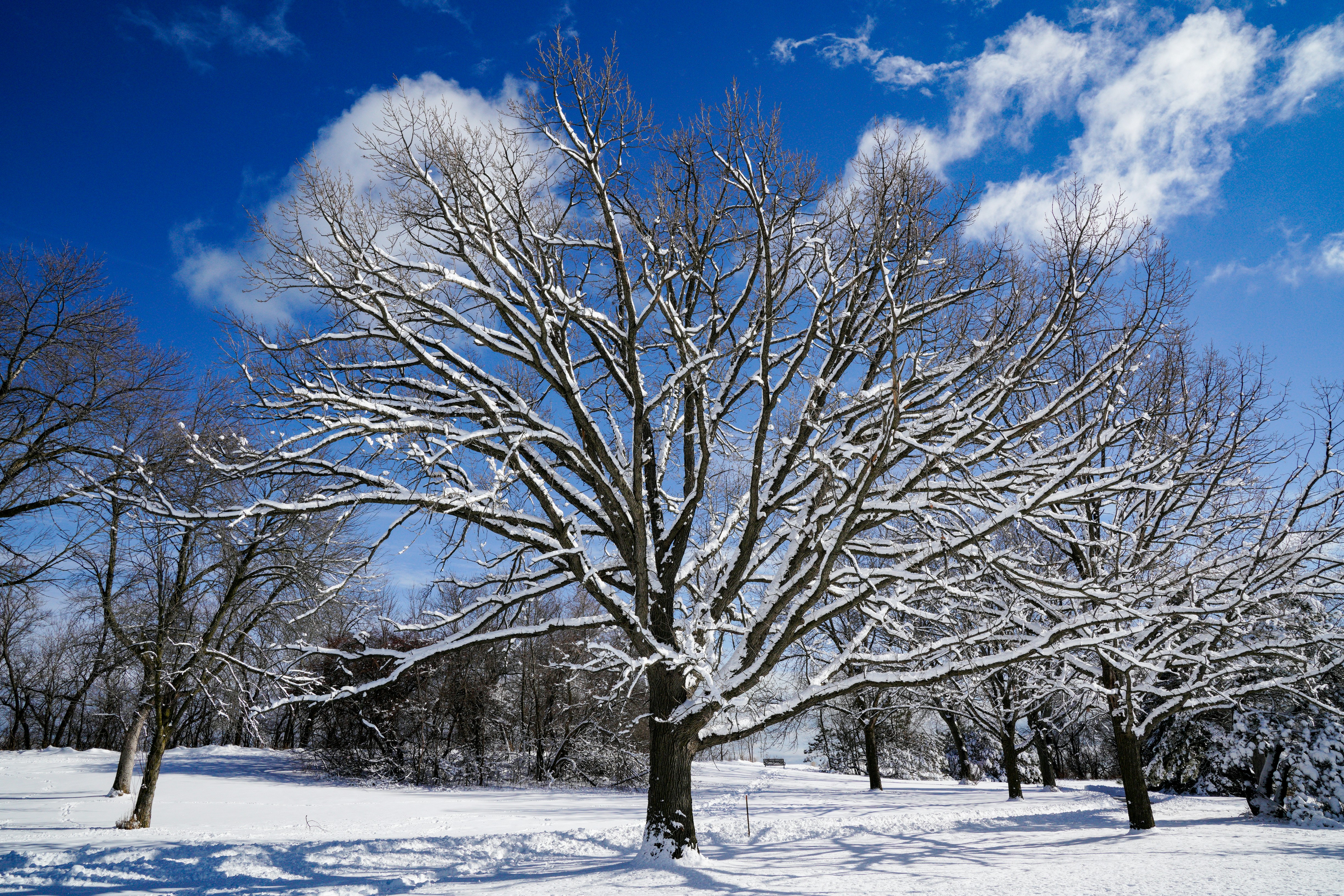Leafless tree on snow covered ground under blue sky during daytime ...