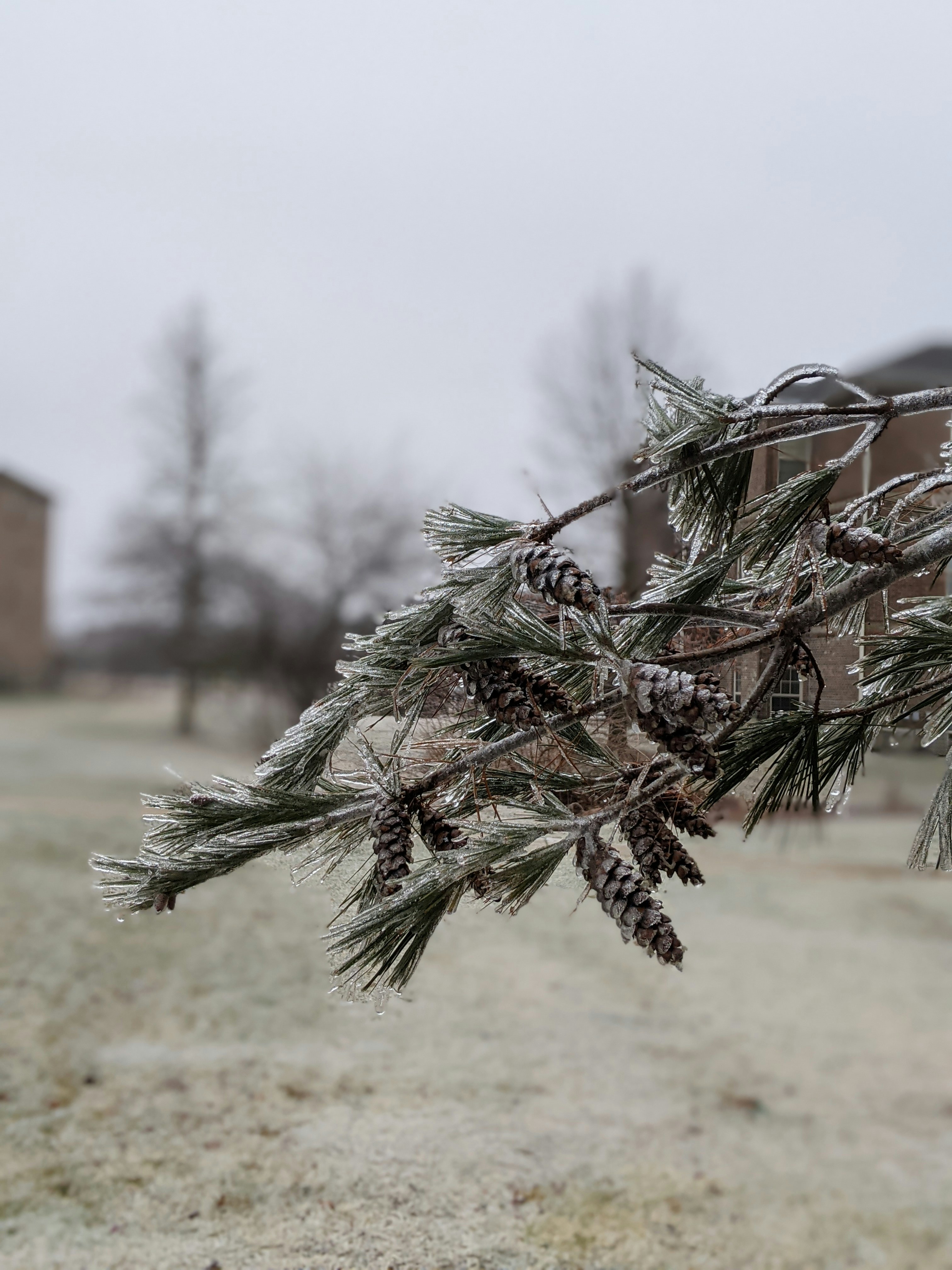 Frost-Crowned Pine Branch: Close-Up of Winter Quiet