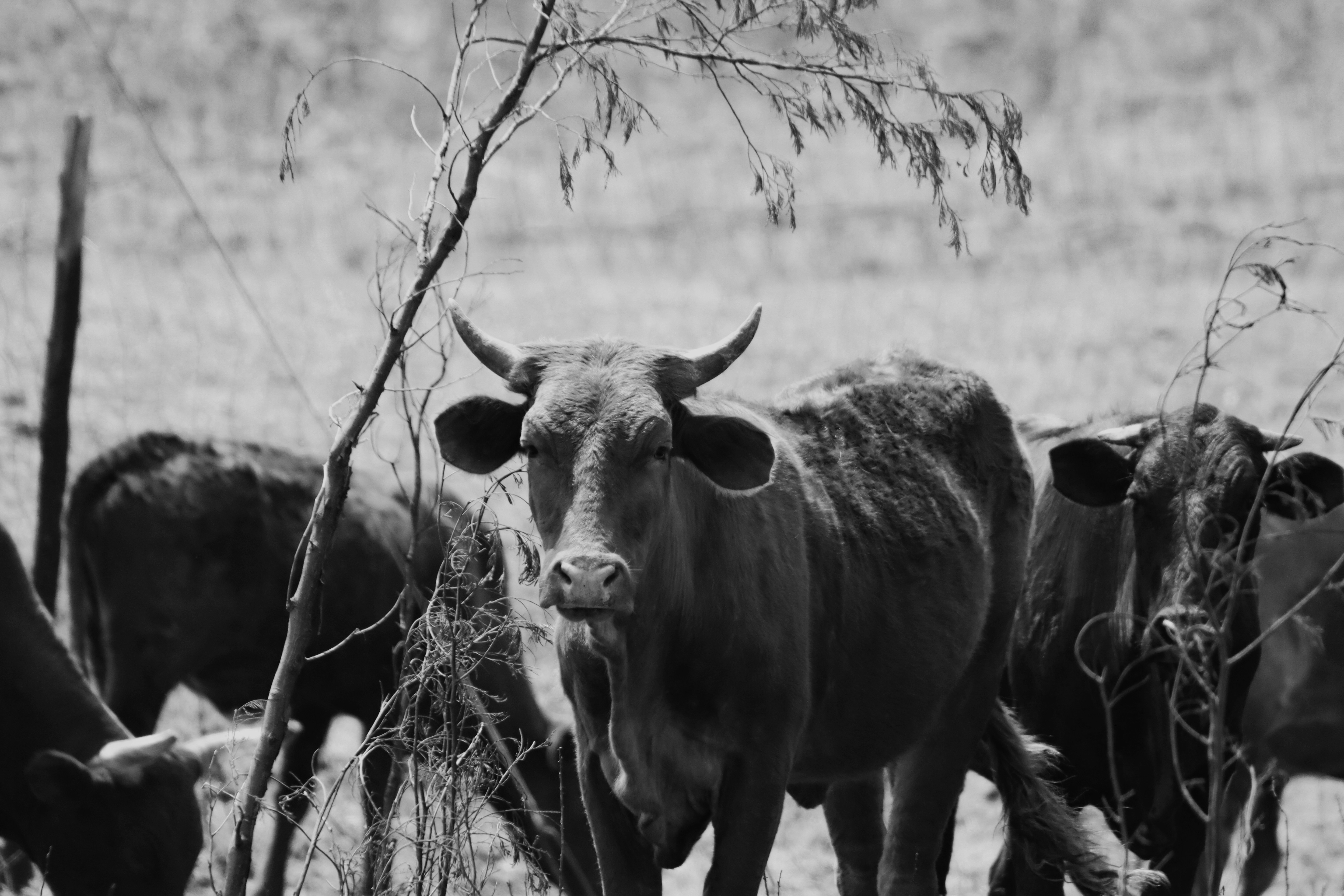 Grayscale photo of cow on grass field photo – Free Cow Image on Unsplash