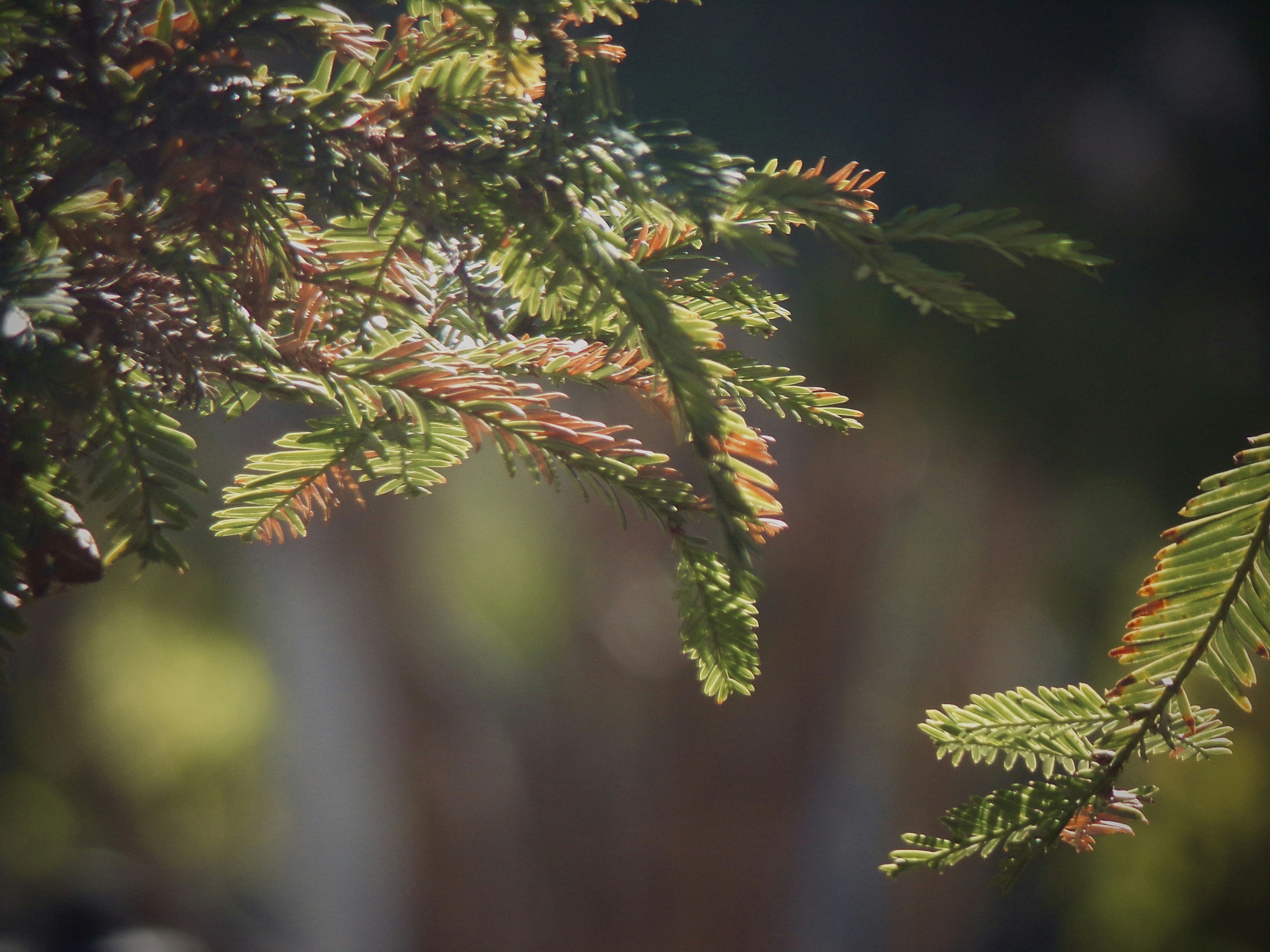 Sunlit Cedar Fronds: A Close-Up Study in Green Light