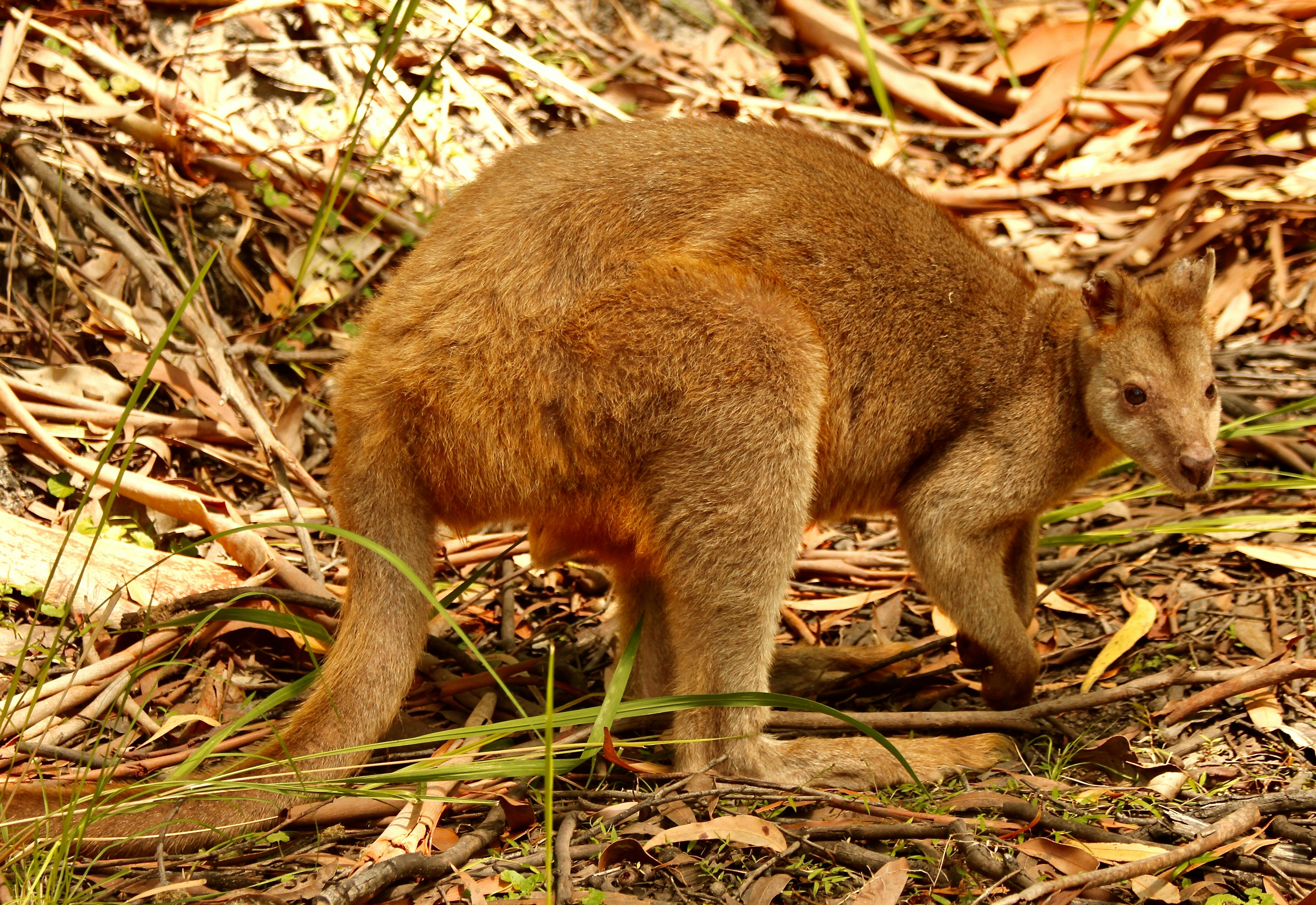 Agile wallaby navigating through a natural habitat filled with foliage and fallen leaves.