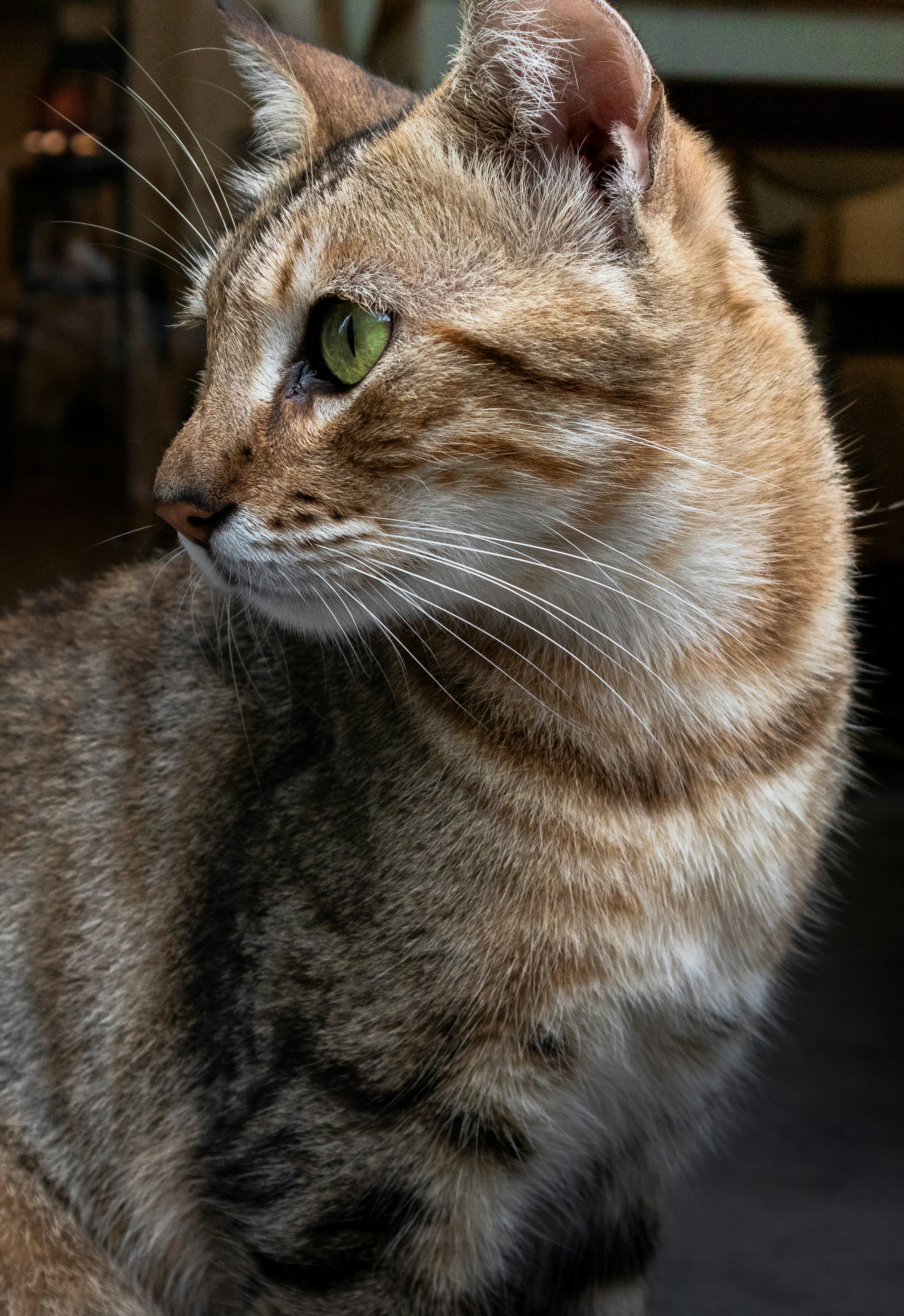 Golden Brown Tabby Cat