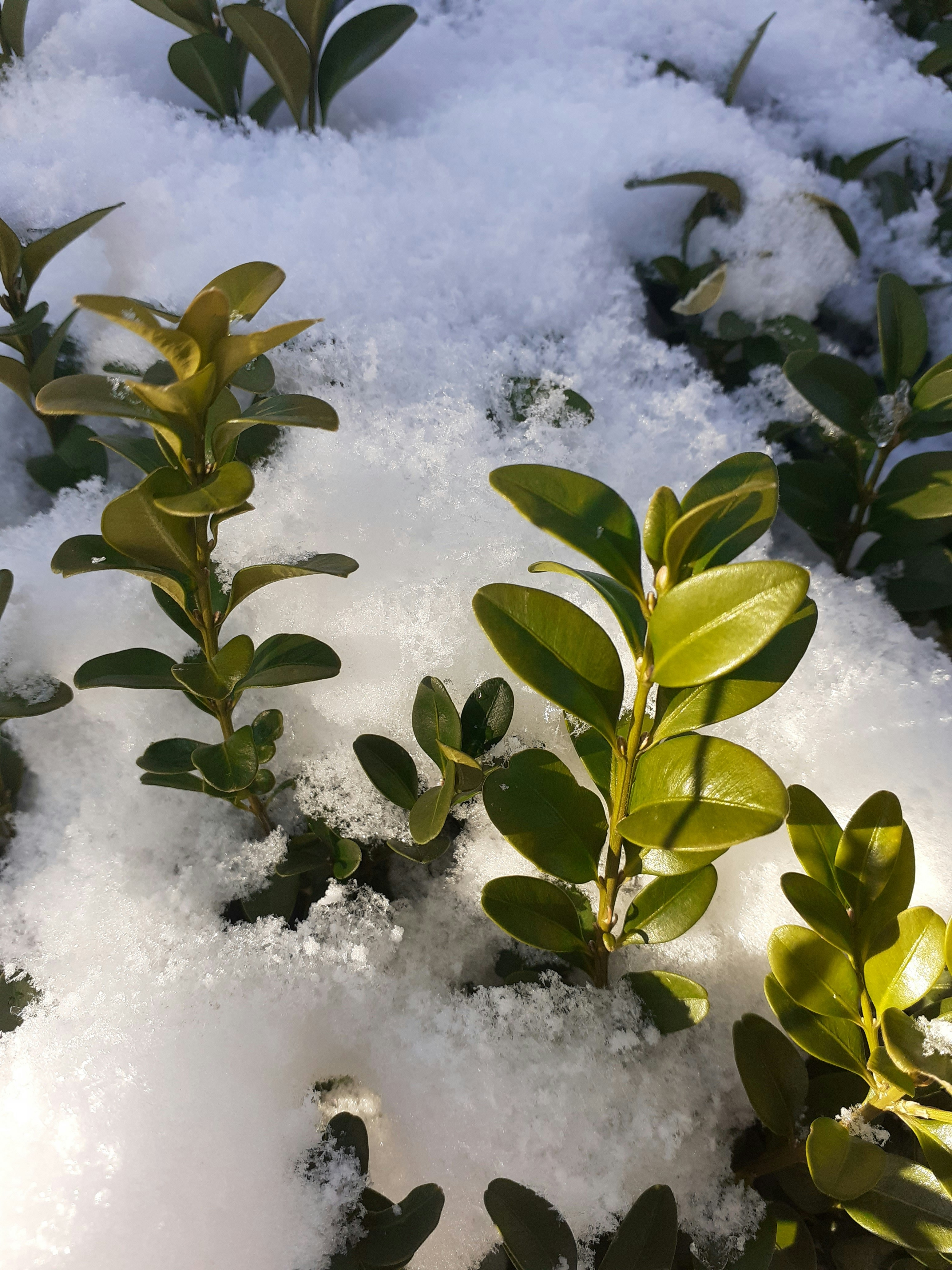 Vibrant green leaves of boxwood peeking through a blanket of fresh snow, showcasing the contrast between life and winter's chill.