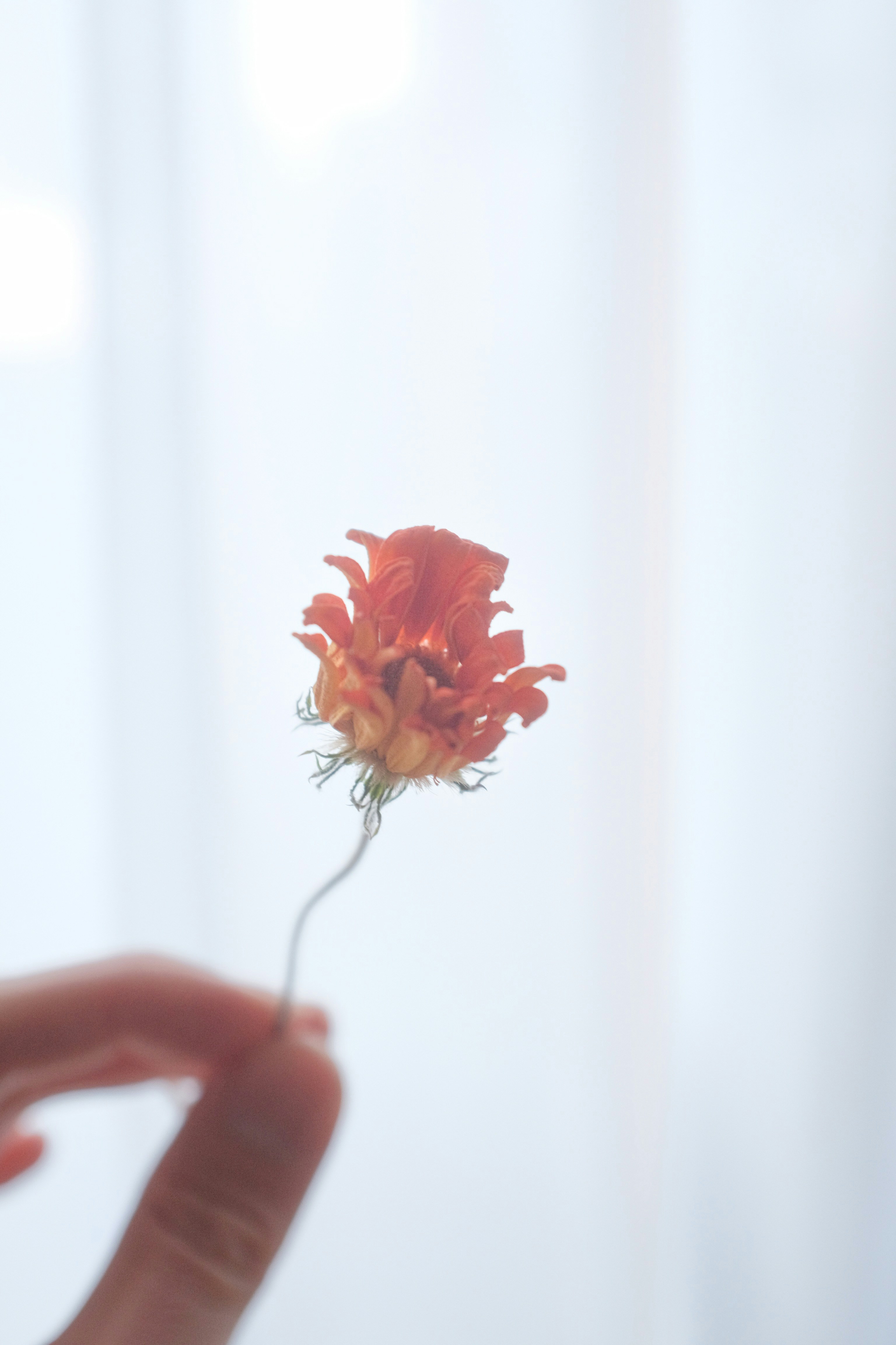 Crimson Bloom in Diaphanous Backlight