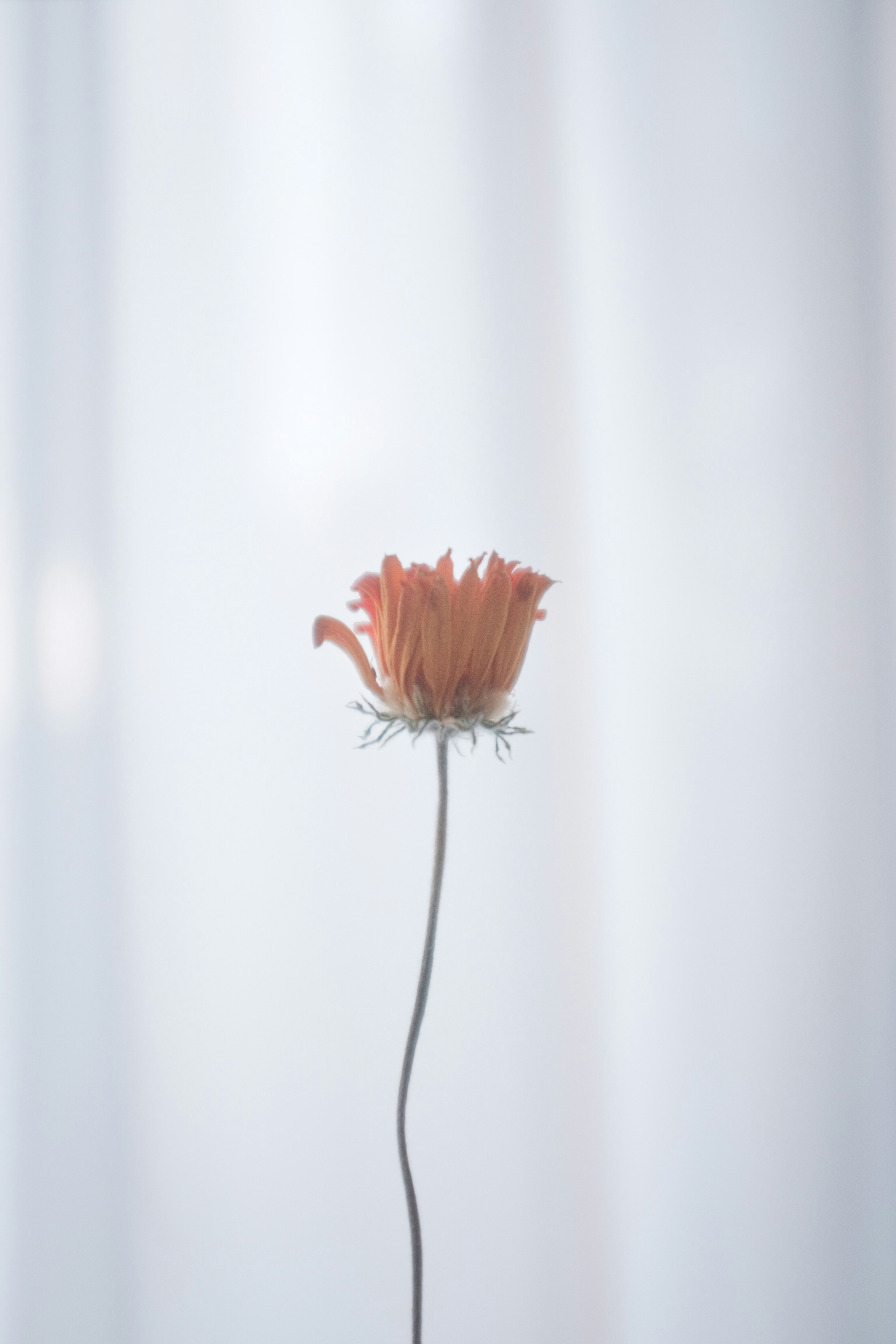 Coral Bloom in Backlit Quiet: A Minimal Portrait of Fragile Grace