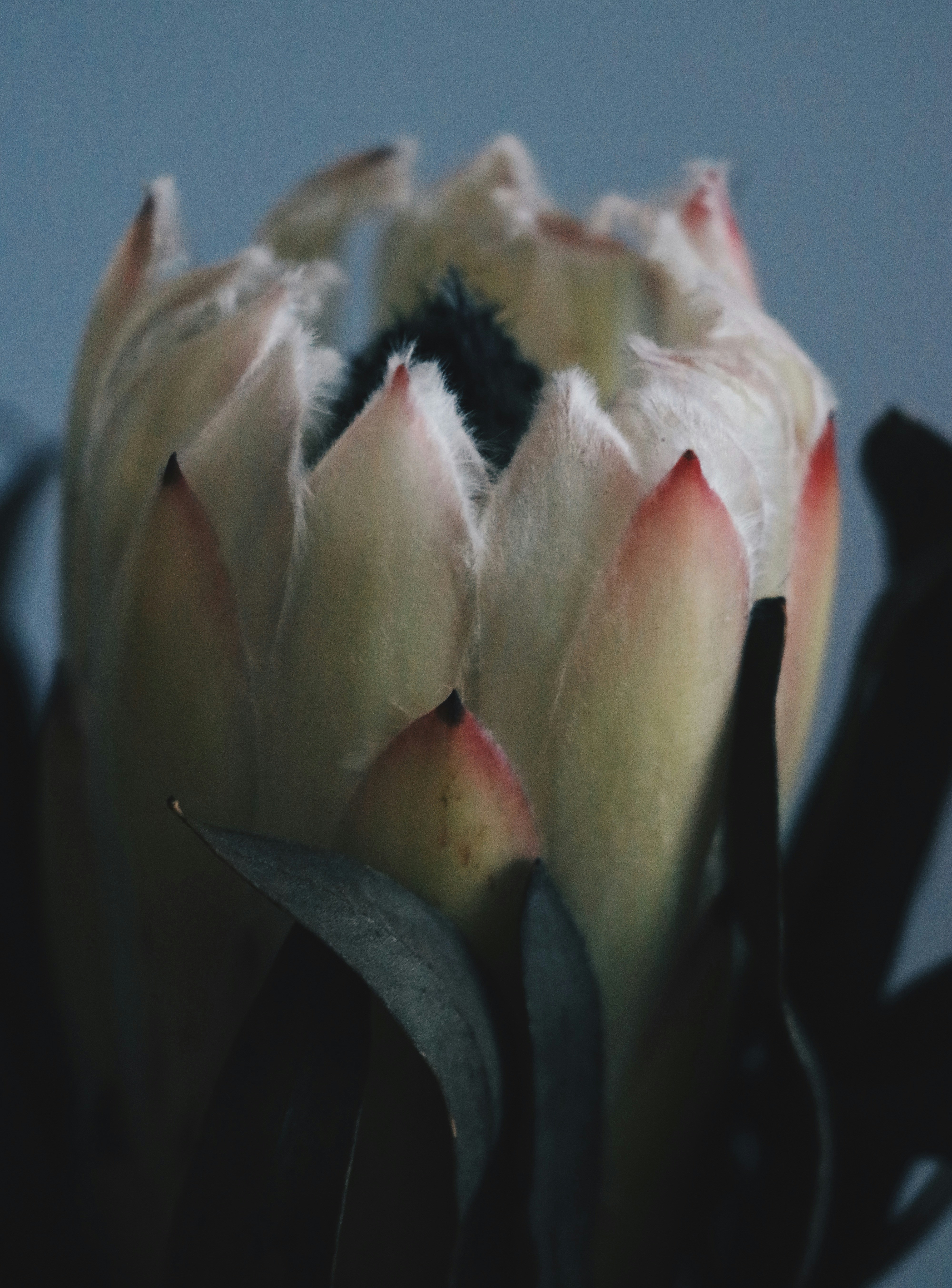 Cream-Tipped Protea Crown Emerging from Shadow