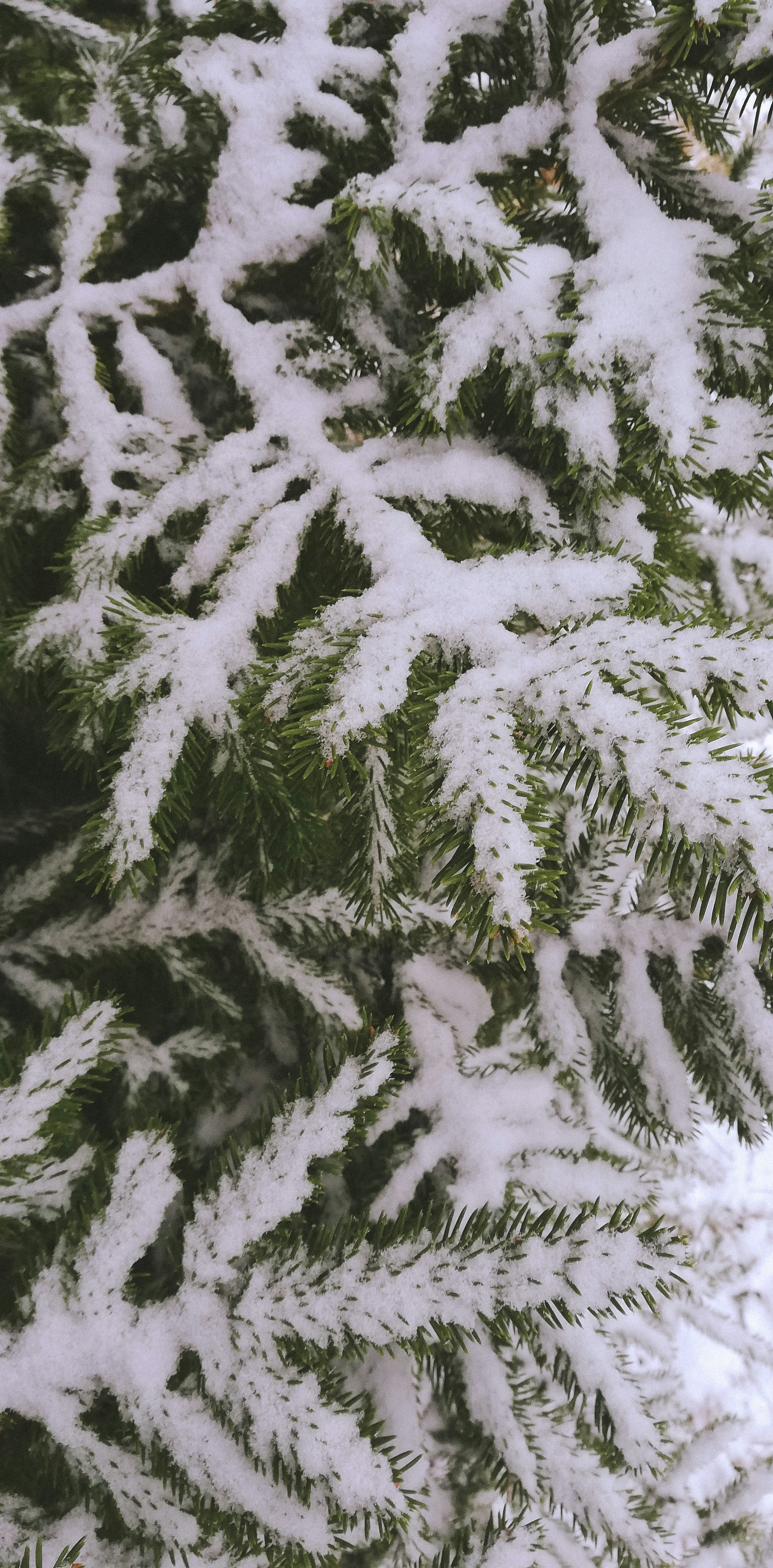 Snow Texture Pictures | Download Free Images on Unsplash