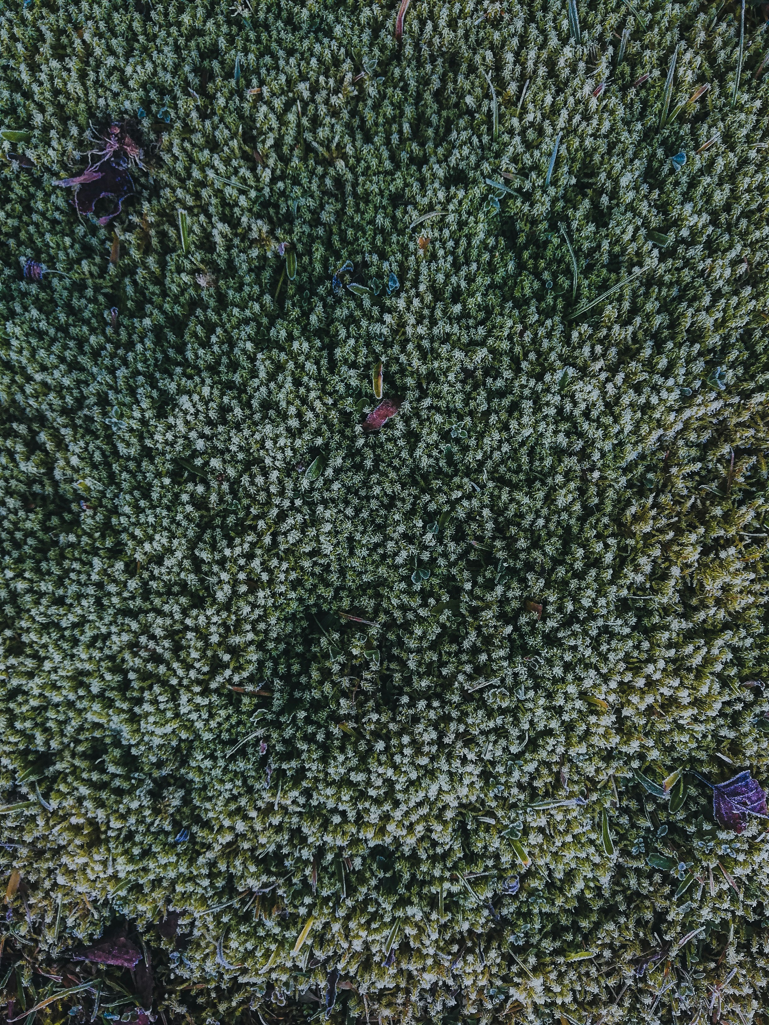 Emerald Microterrain: a moss carpet punctuated by fallen leaves