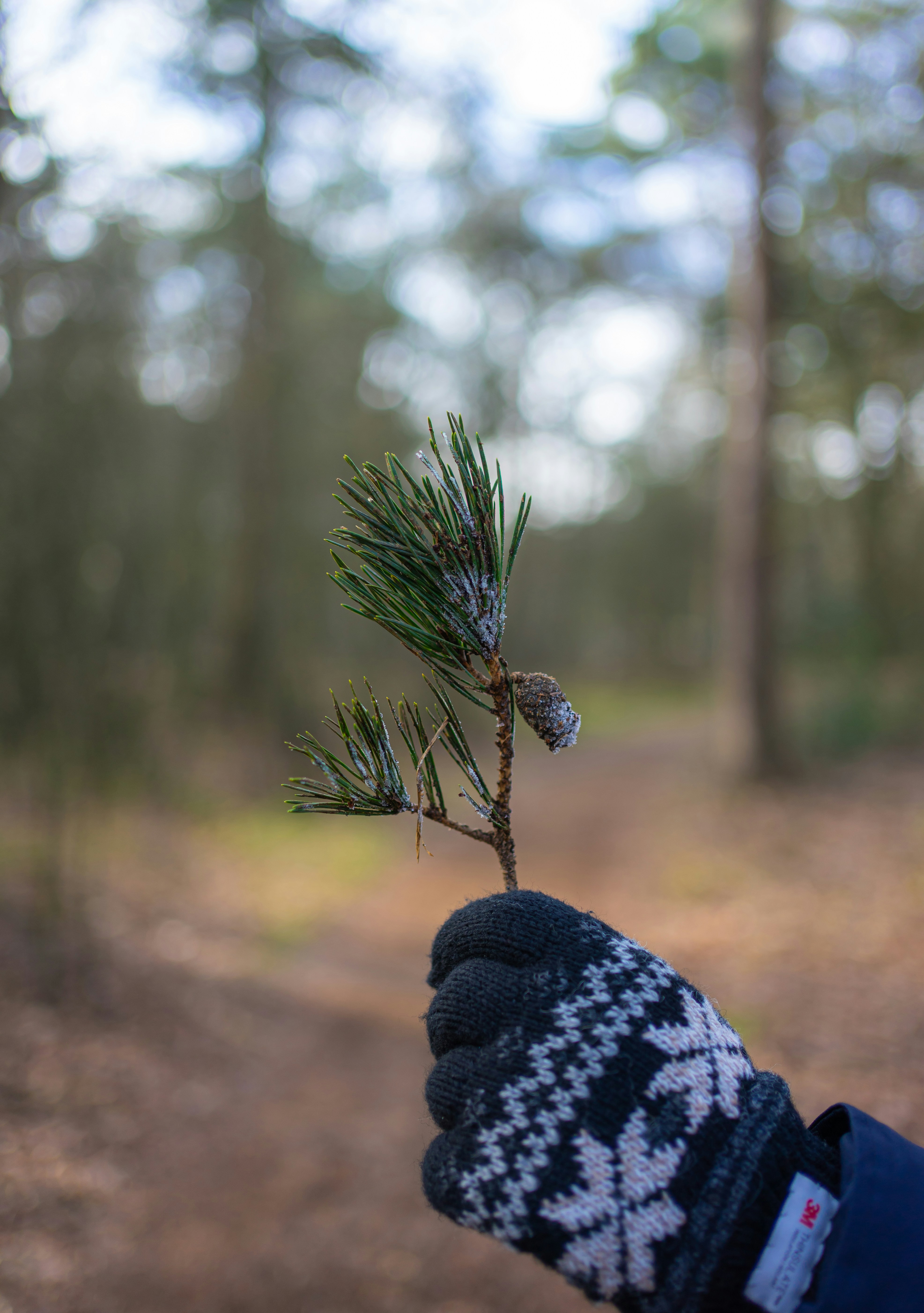 Frost-Kissed Pine Sprig on a Quiet Forest Trail