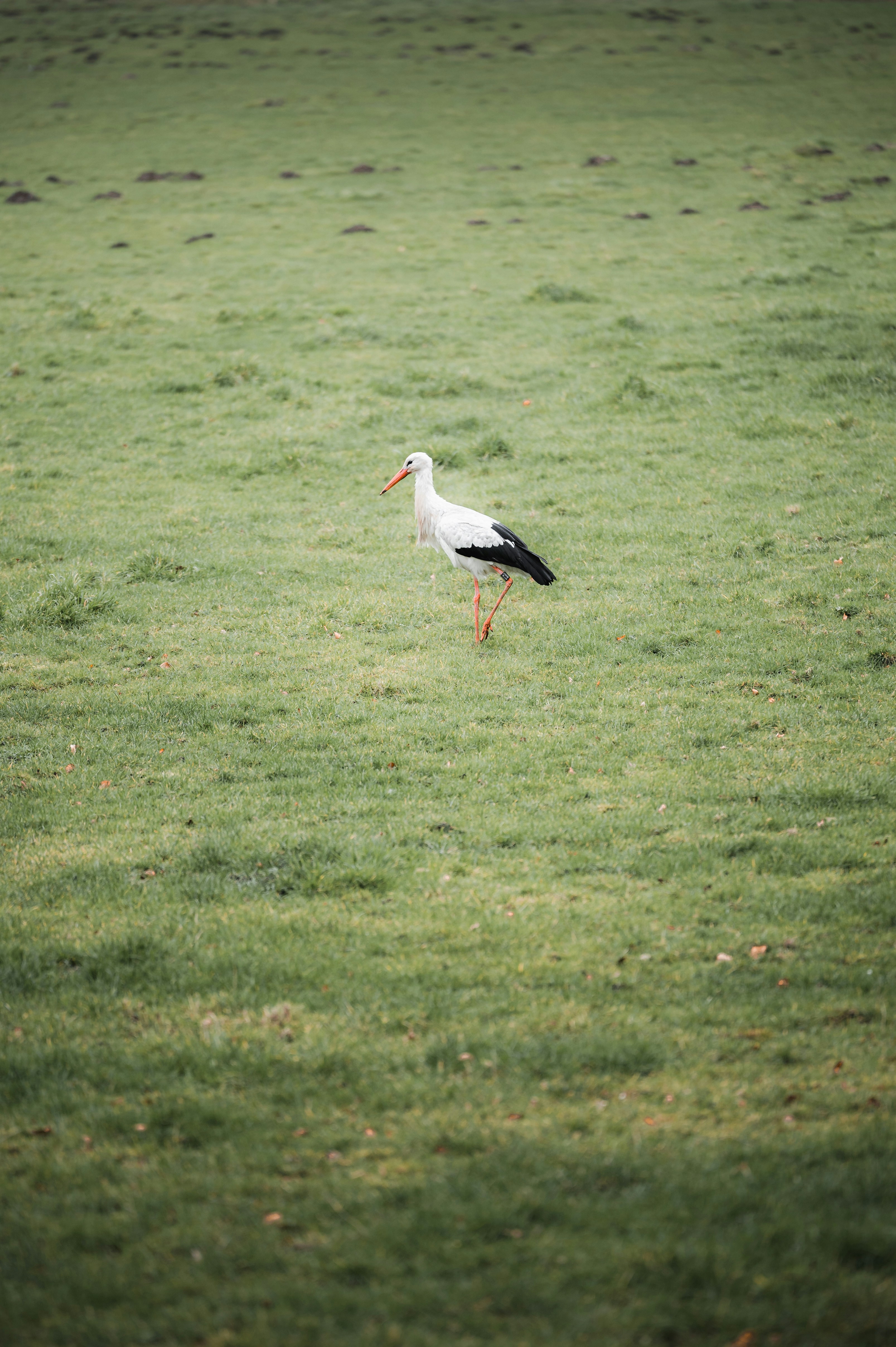 A solitary stork strides across a lush green field, showcasing its elegant posture and striking plumage.