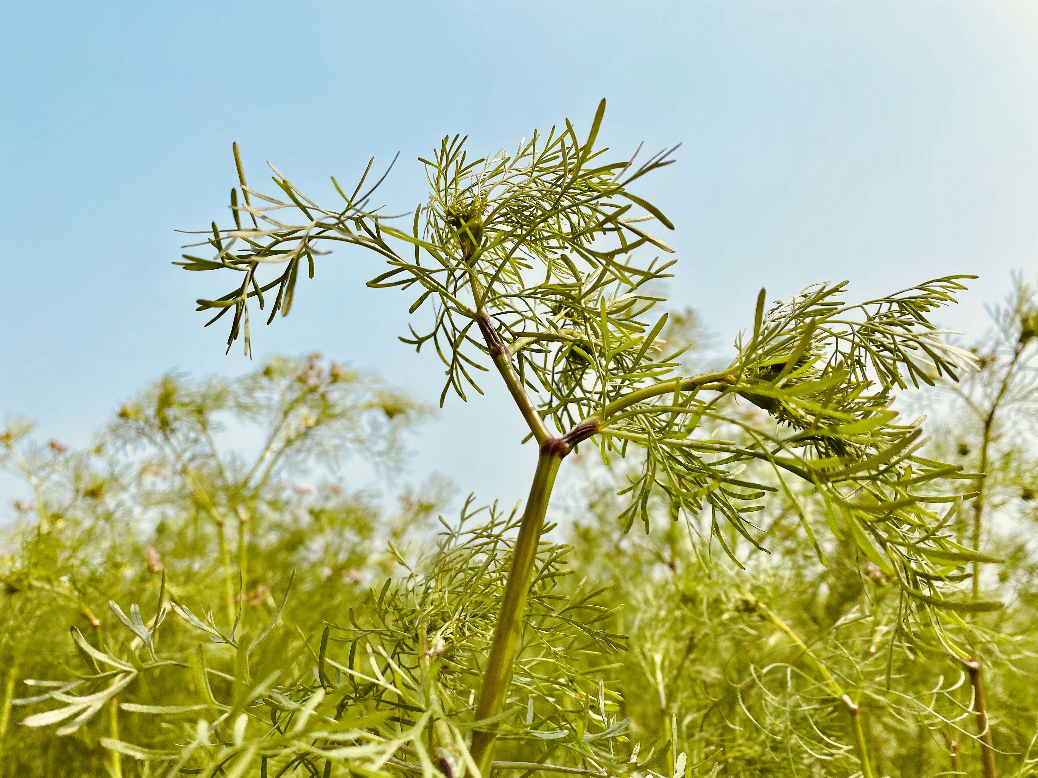 Feathery Fronds Reaching Toward a Bright Blue Sky