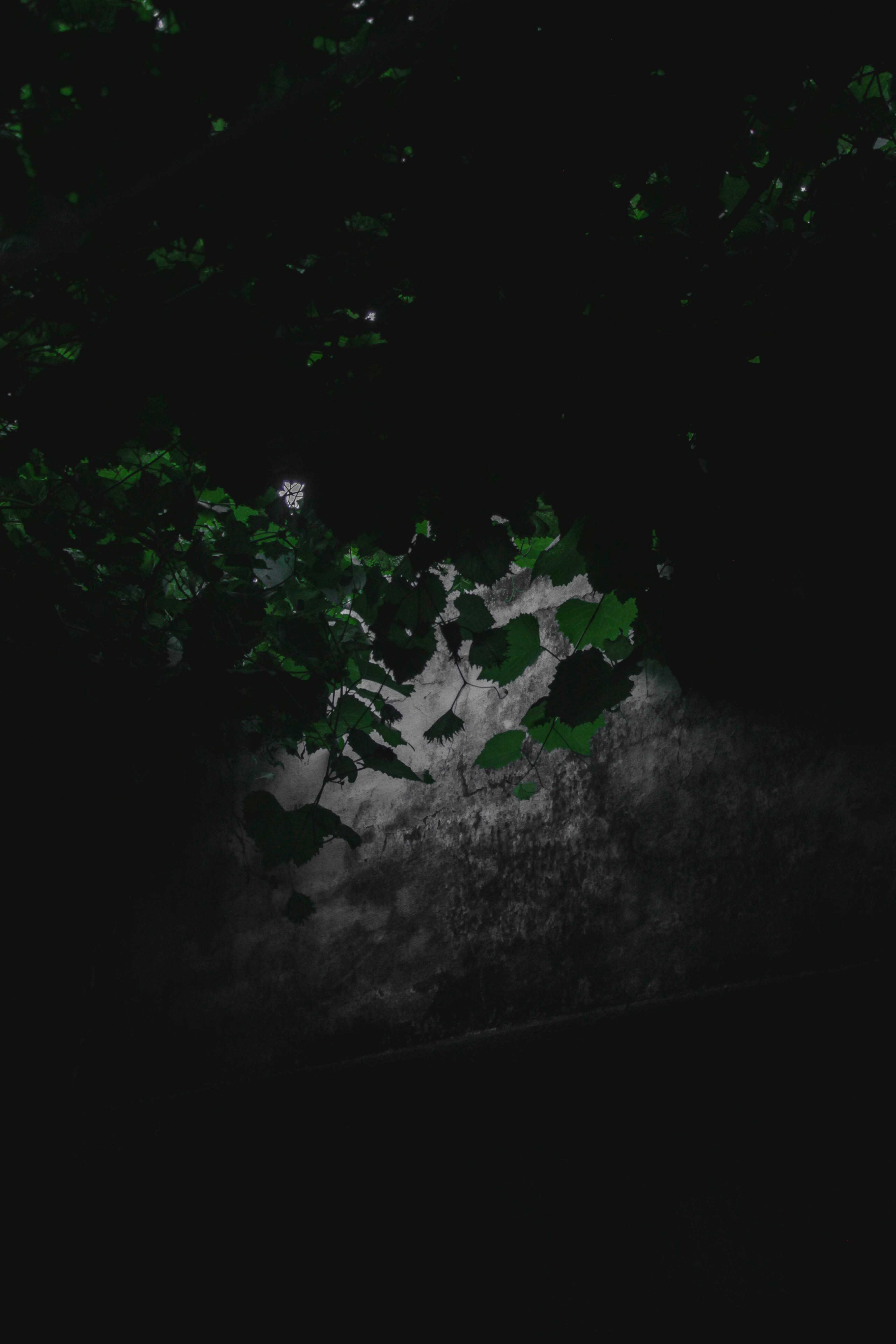 Dappled sunlight filters through lush green leaves, illuminating a textured wall in a serene, shadowy setting.