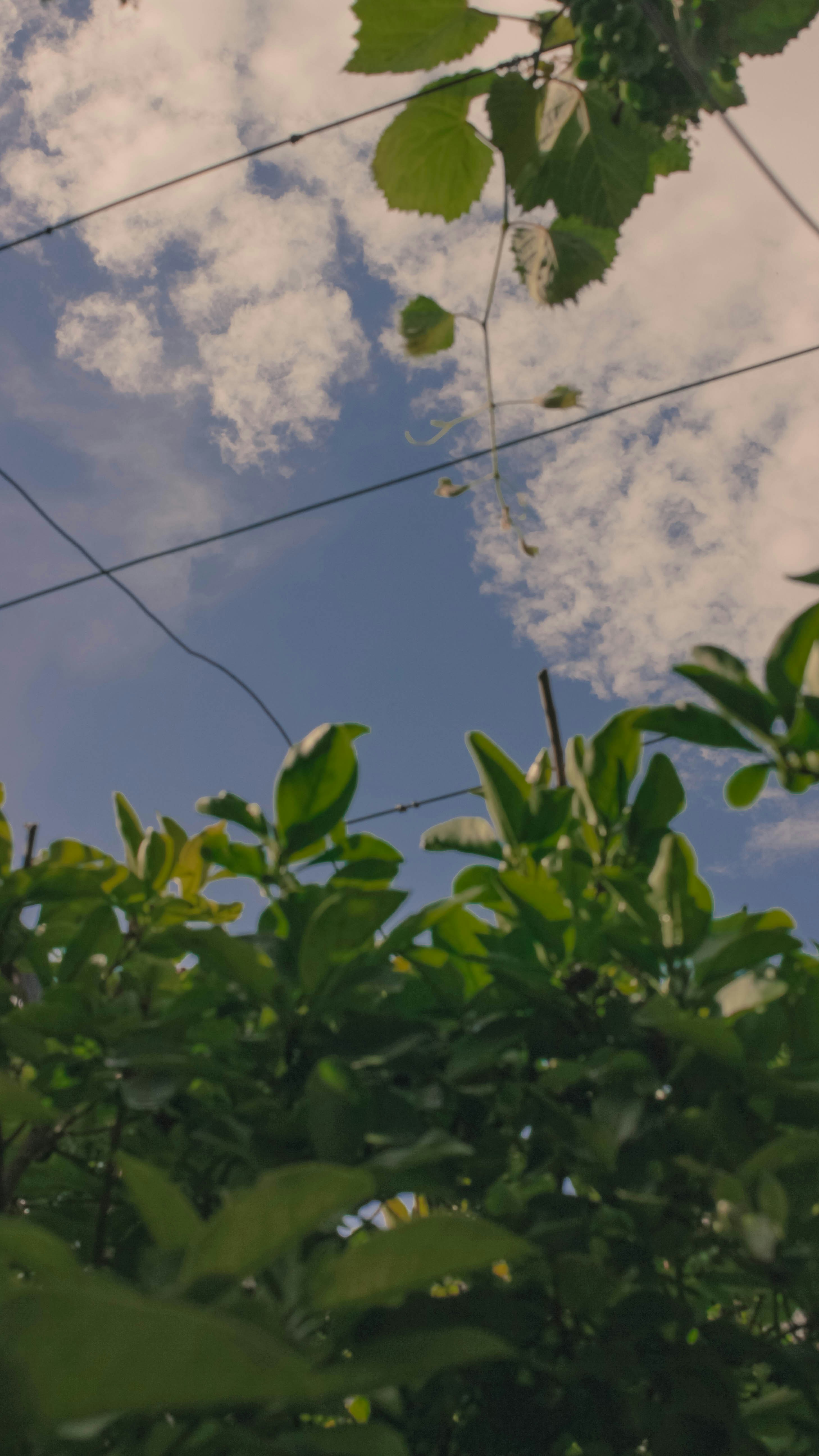 Sky Through the Canopy: Wires Framing a Leafy Afternoon