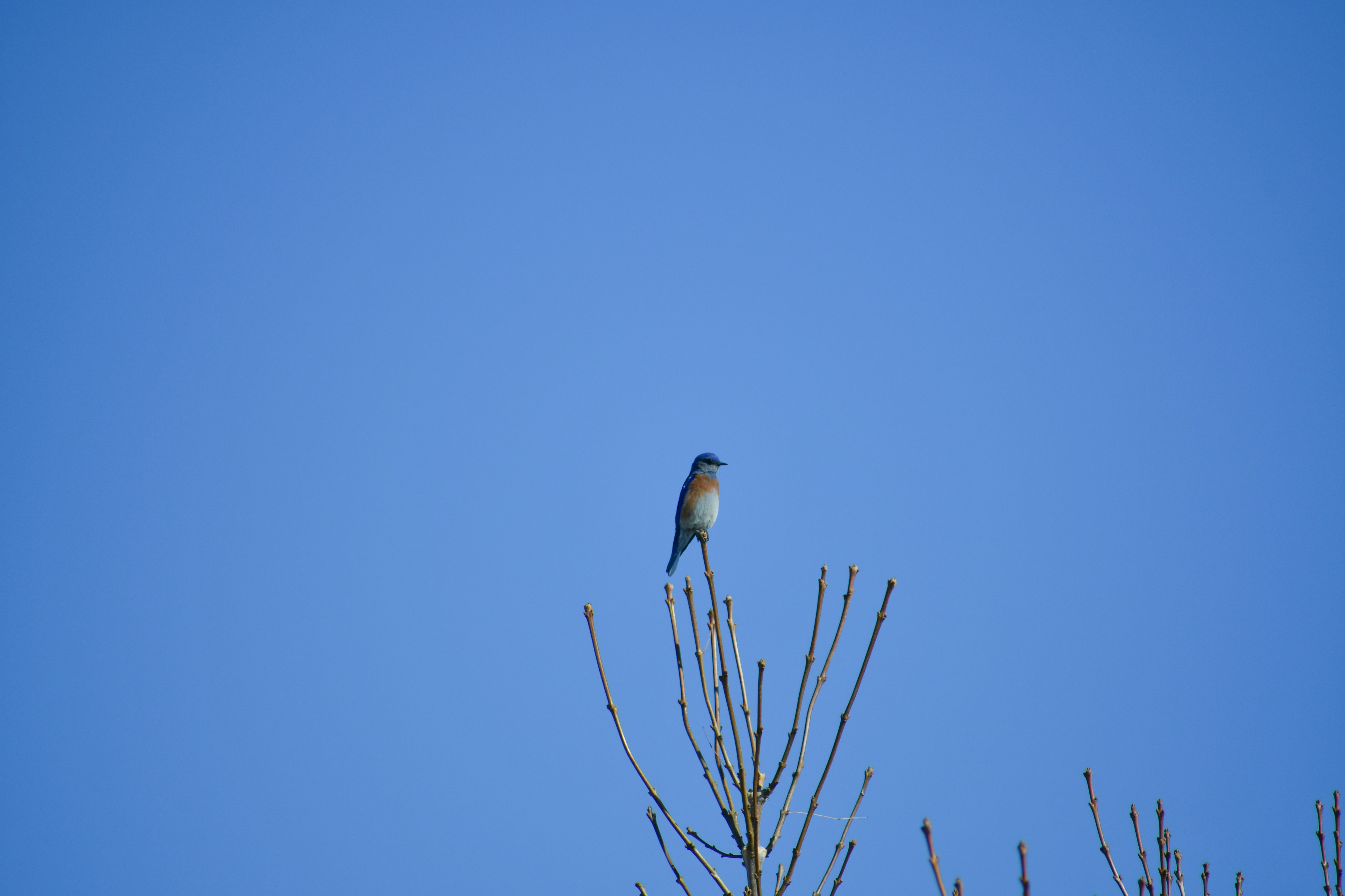 27 Color Pairings That Make Blue Brilliant