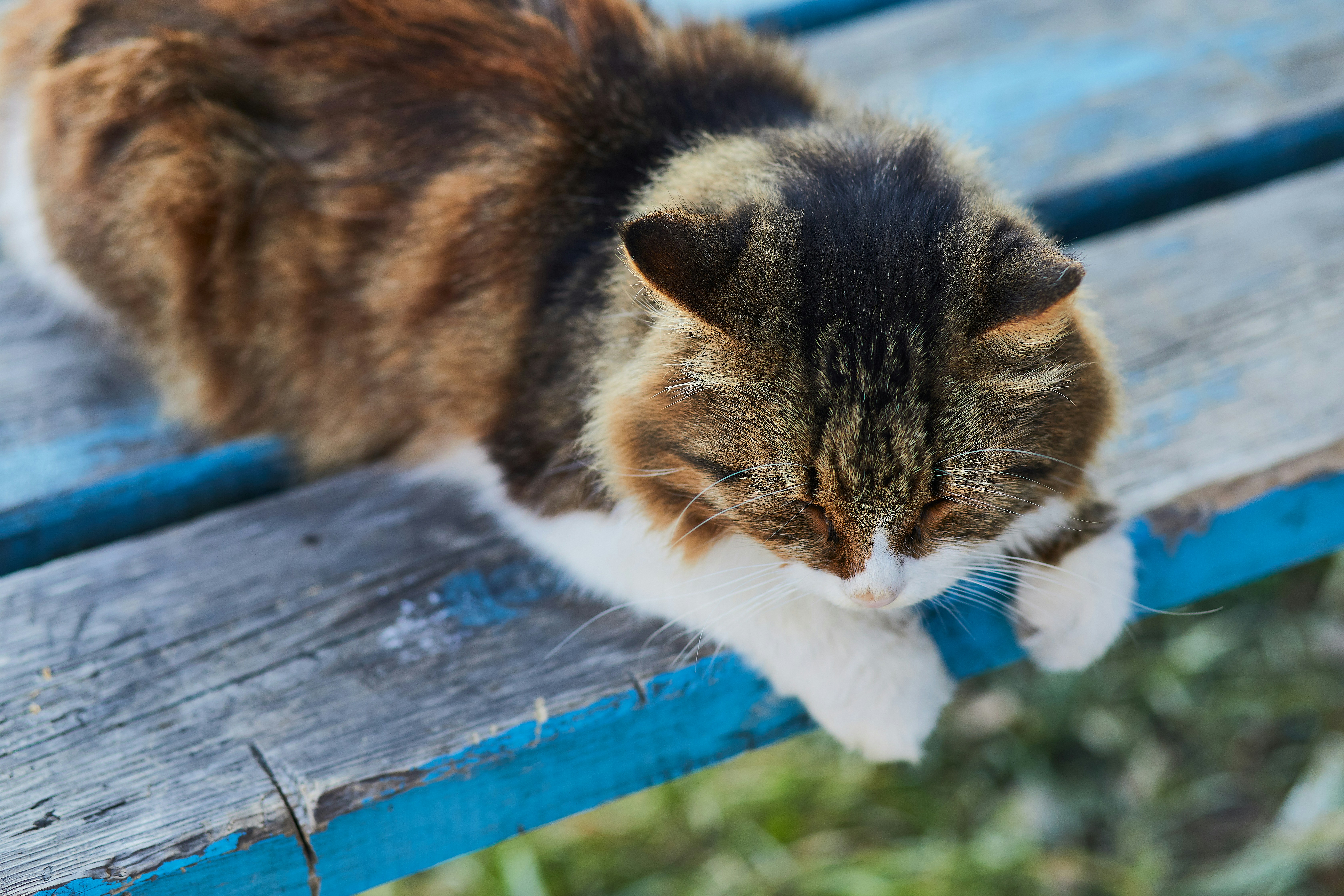 Calico Contemplation on a Weathered Blue Rail