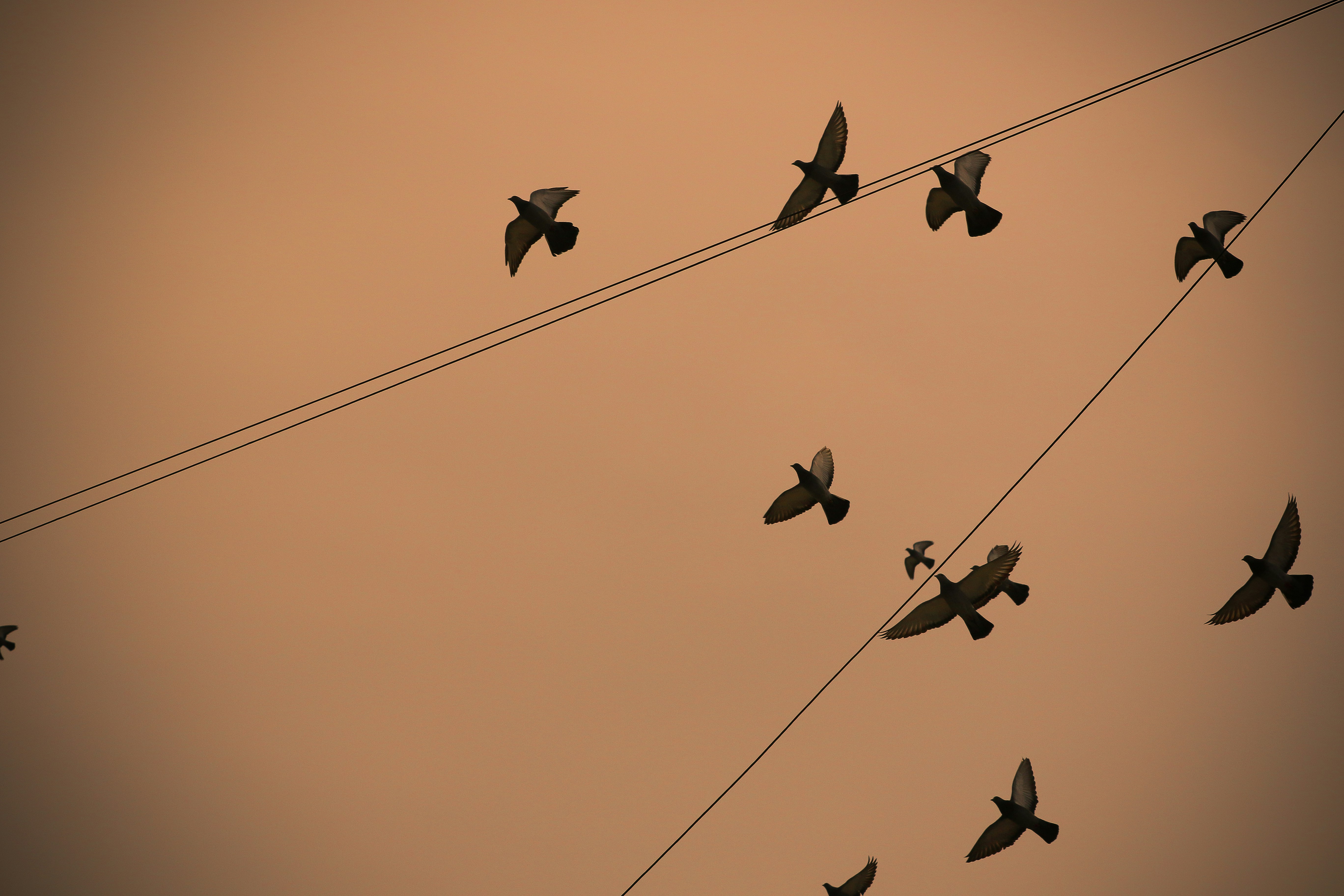 Oiseaux Sur Fil