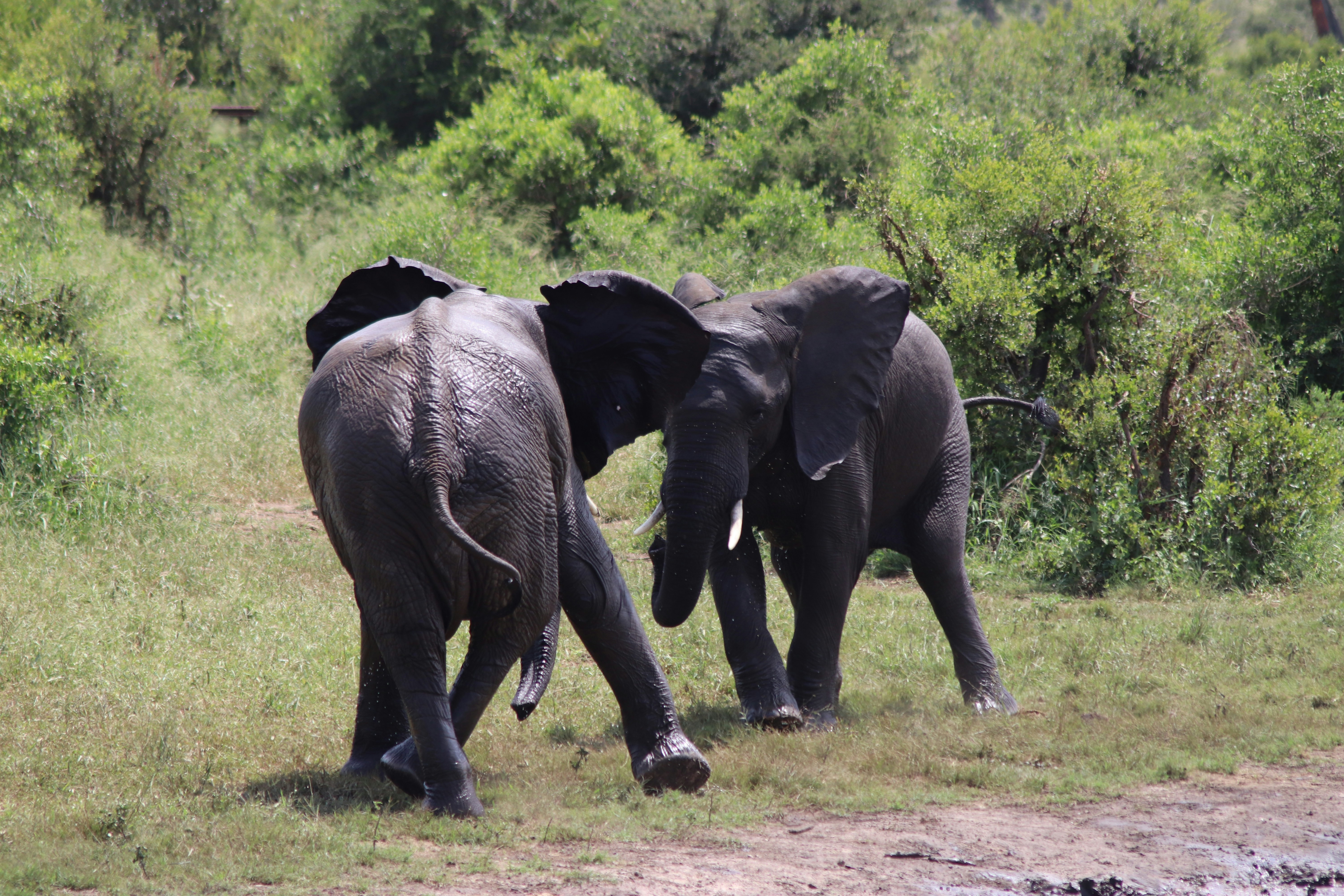 Two elephants walking across a grassy landscape surrounded by lush greenery.