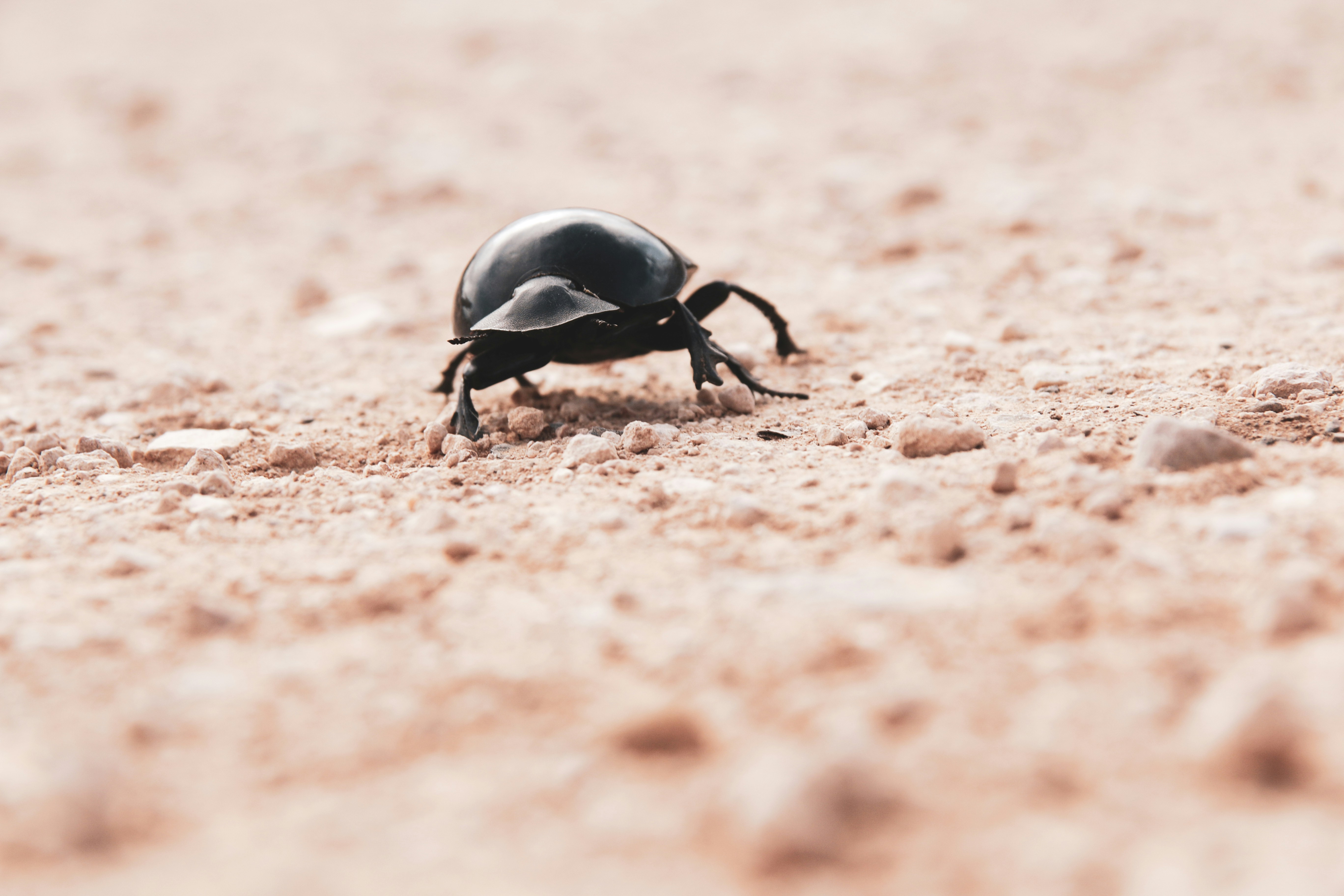 A black beetle navigating a sandy terrain, showcasing its intricate shell and legs against a backdrop of soft earth. 
