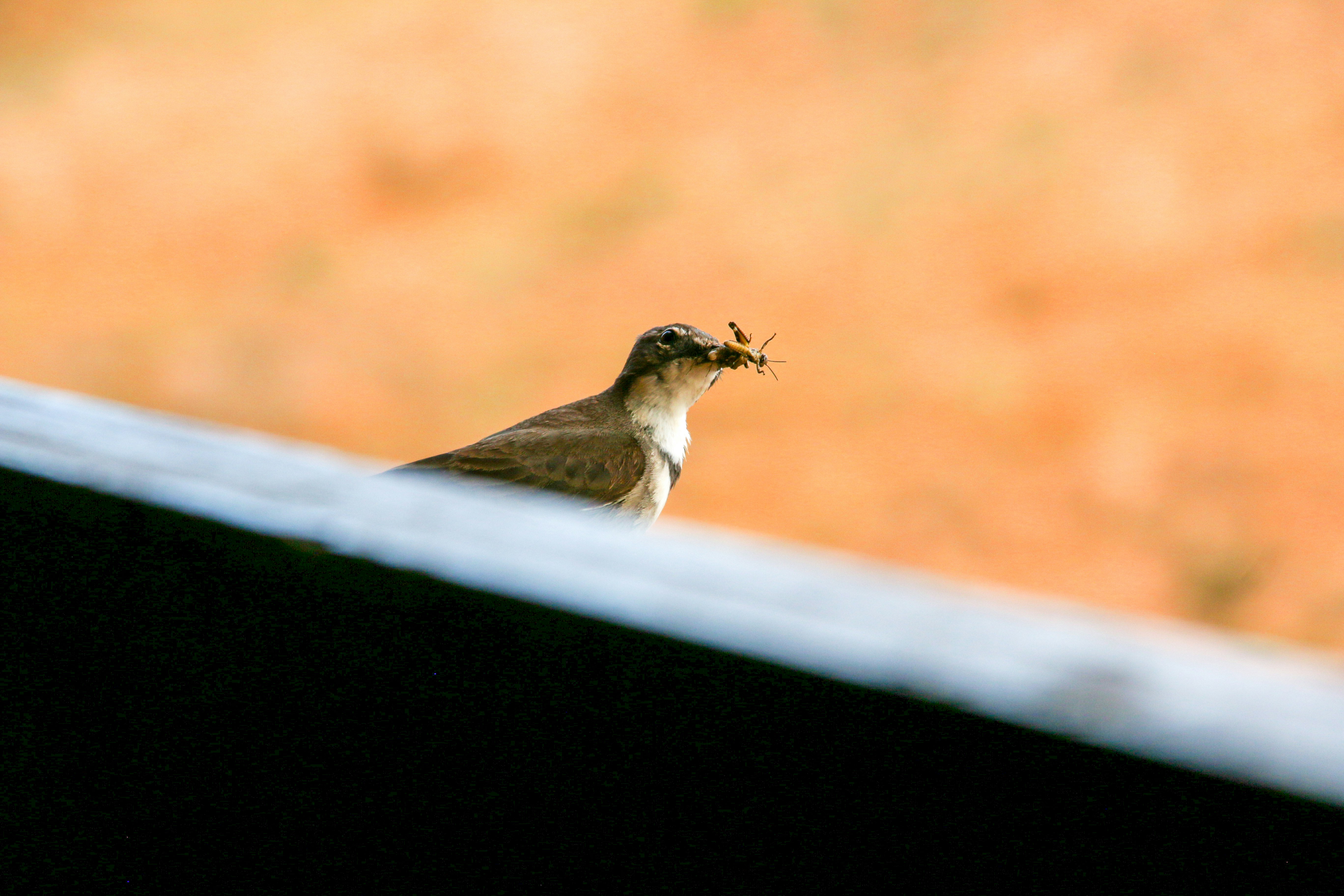 Sunlit Perch: a tiny songbird clutching an insect against a warm, softly blurred backdrop