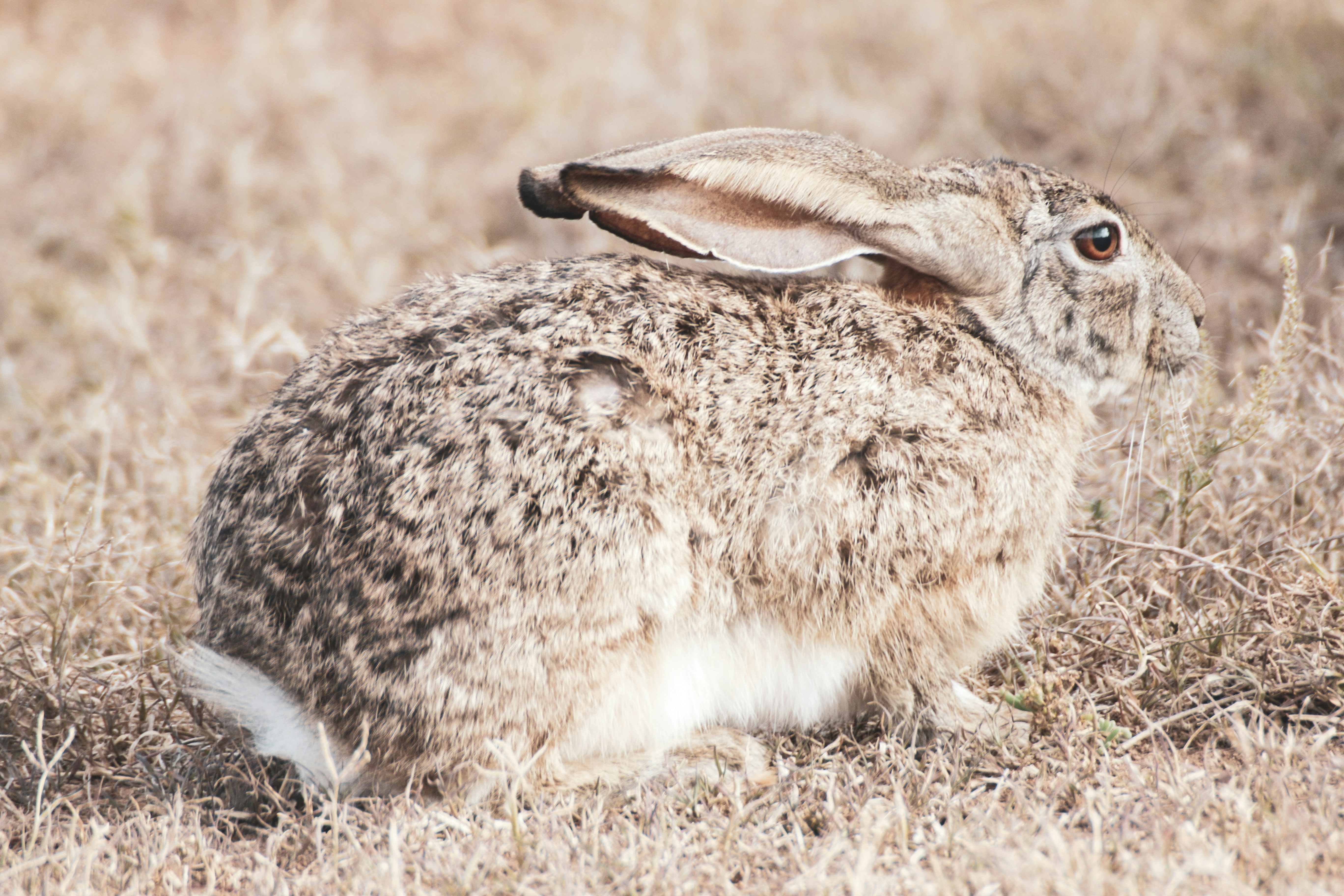 Brown rabbit on brown field during daytime photo – Free Hare Image on ...