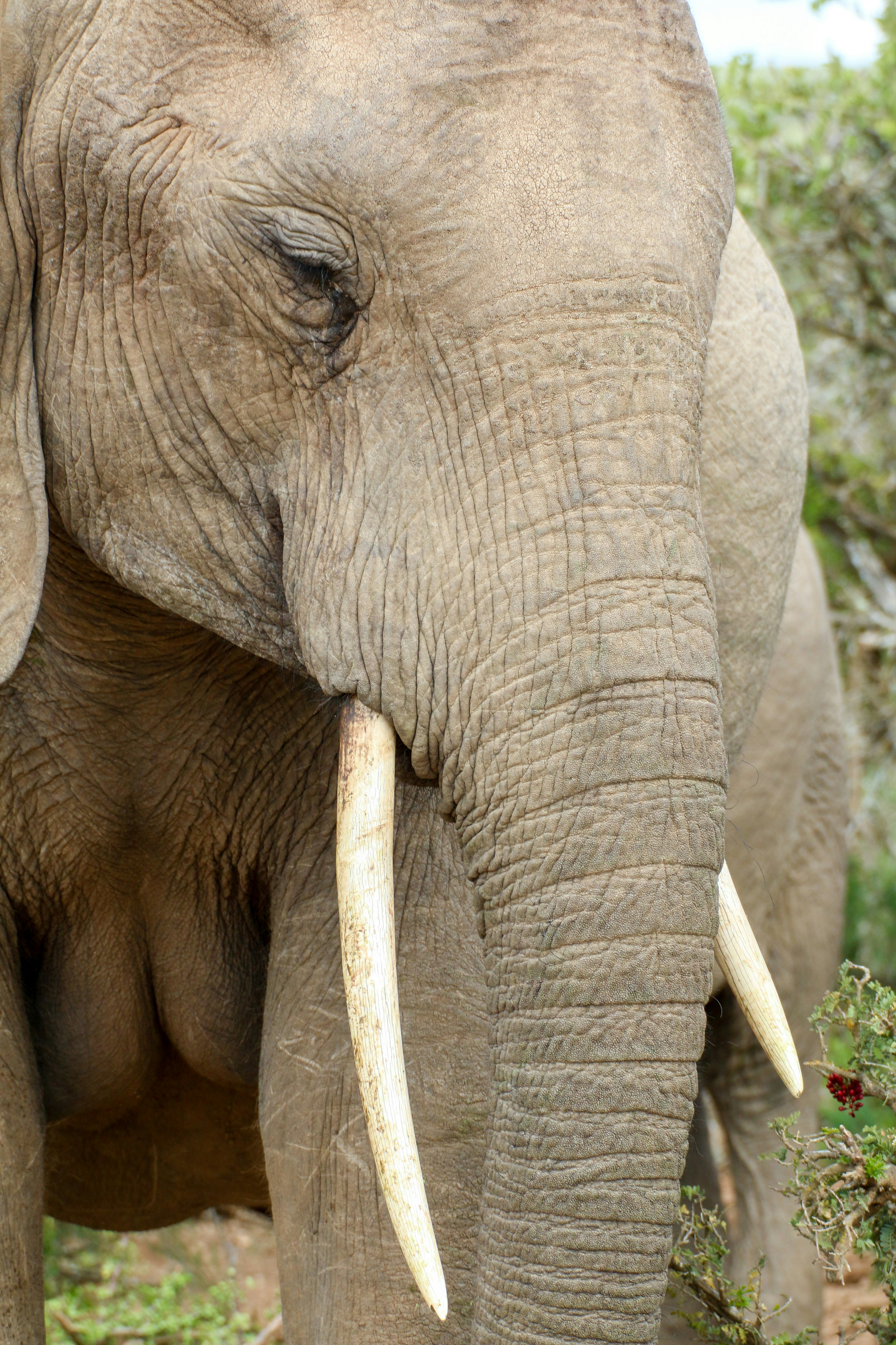 Close-up of an elephant with its trunk resting against its face, showcasing its textured skin and tusks.