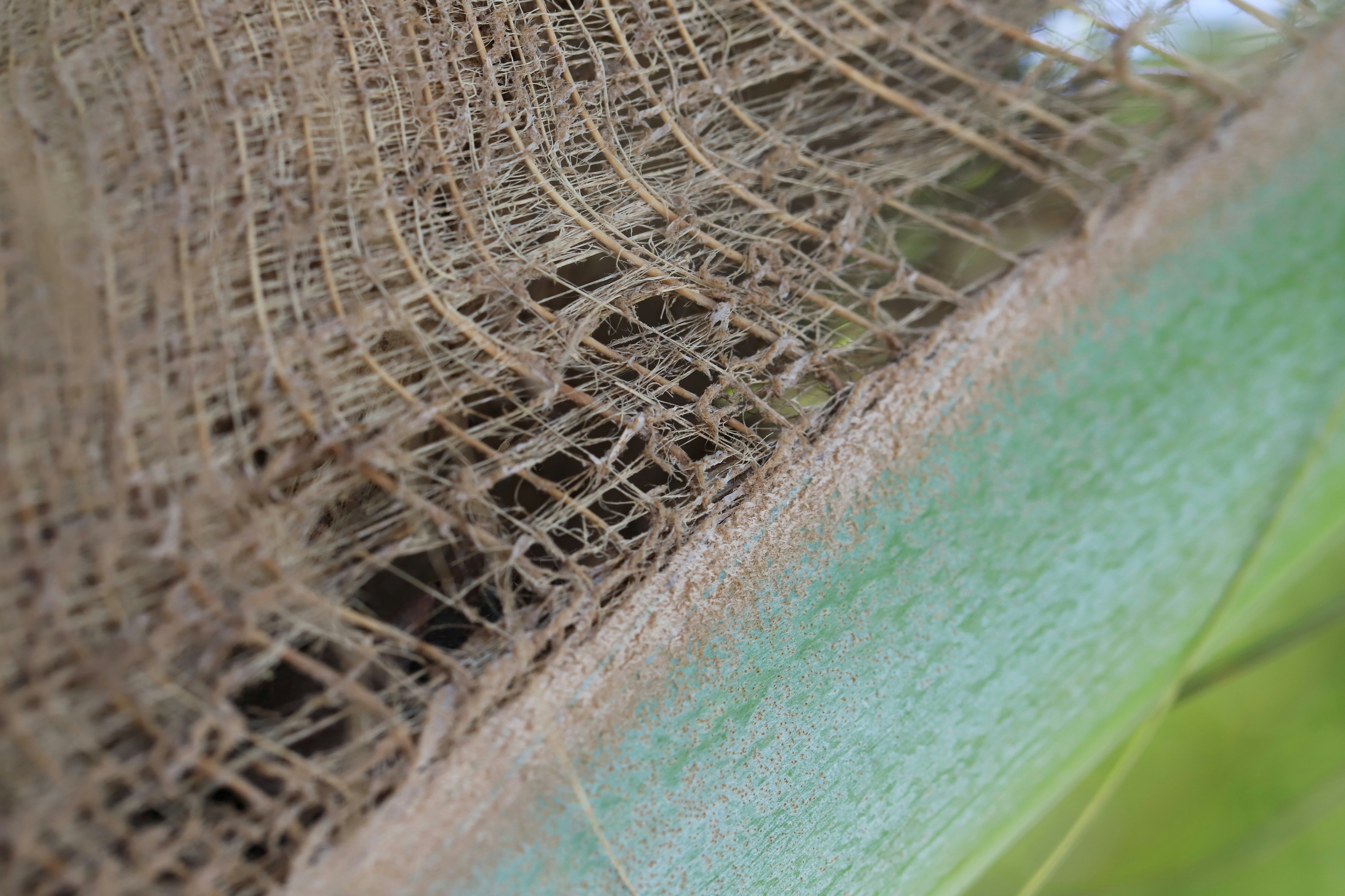 Weave of Rust and Green: Close-up of a Netted Edge on a Painted Surface