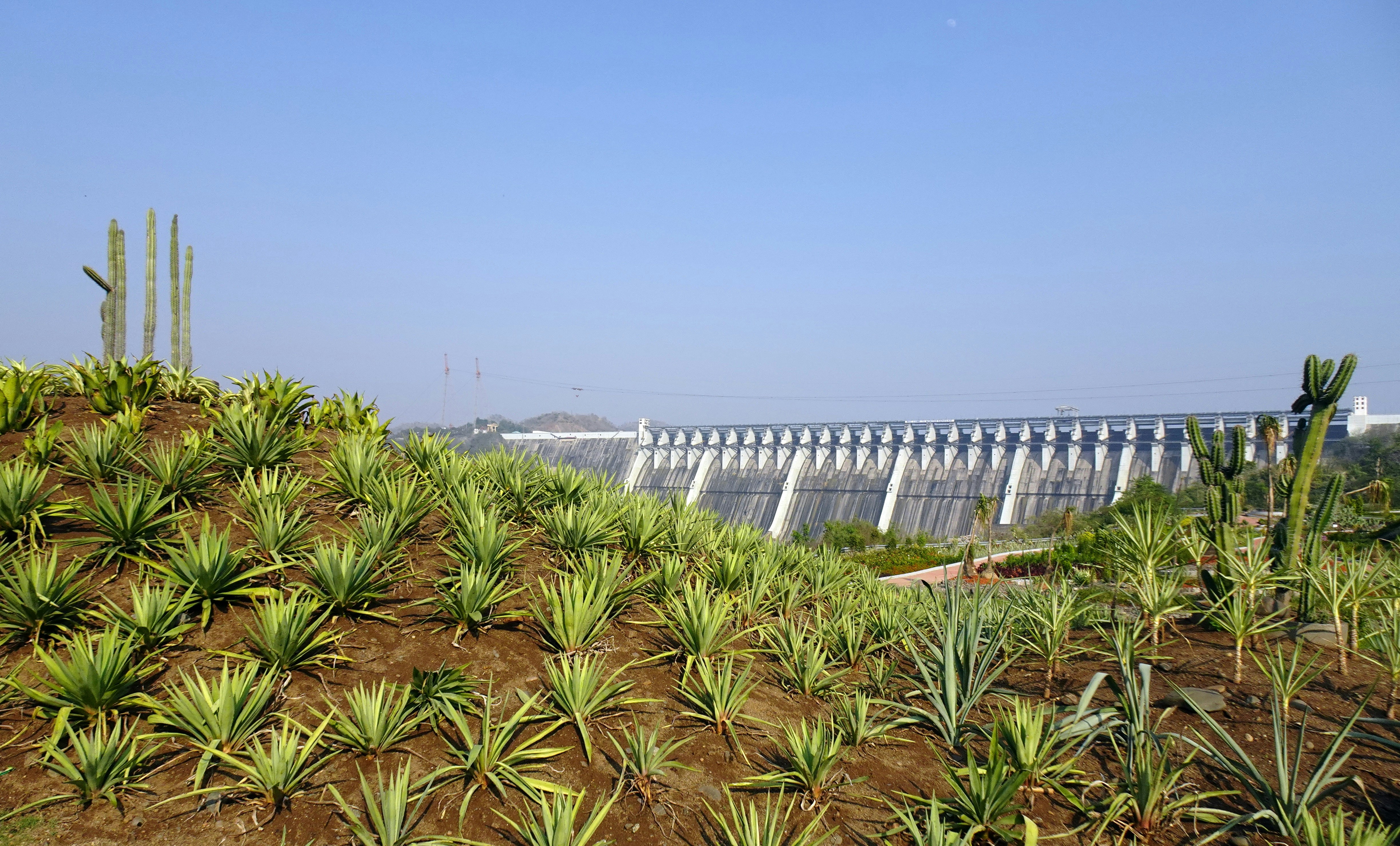 Lush agave plants thrive on a hillside, contrasting with a sleek modern structure in the background under a clear blue sky.