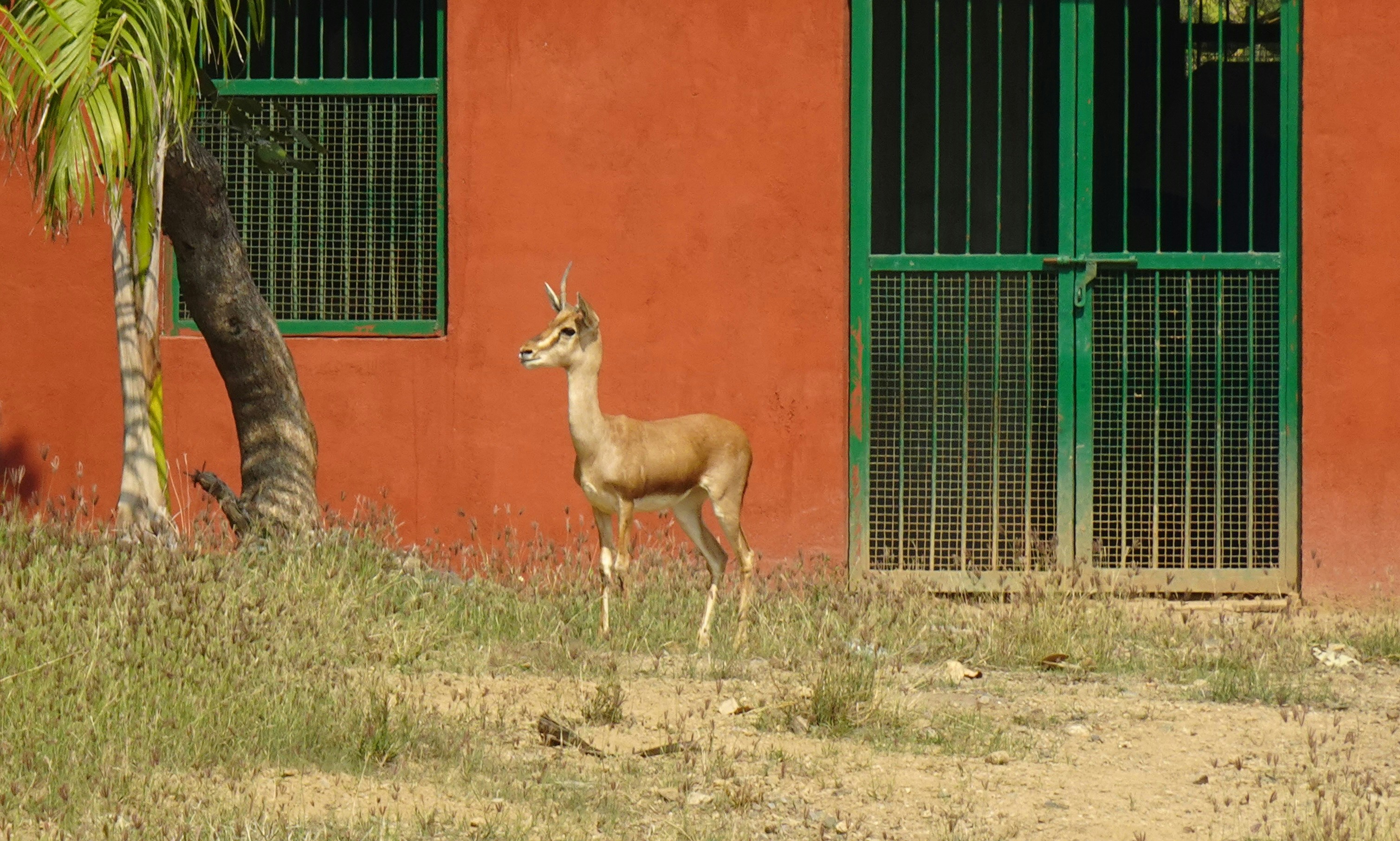 Solitary deer at the edge of a sunlit compound