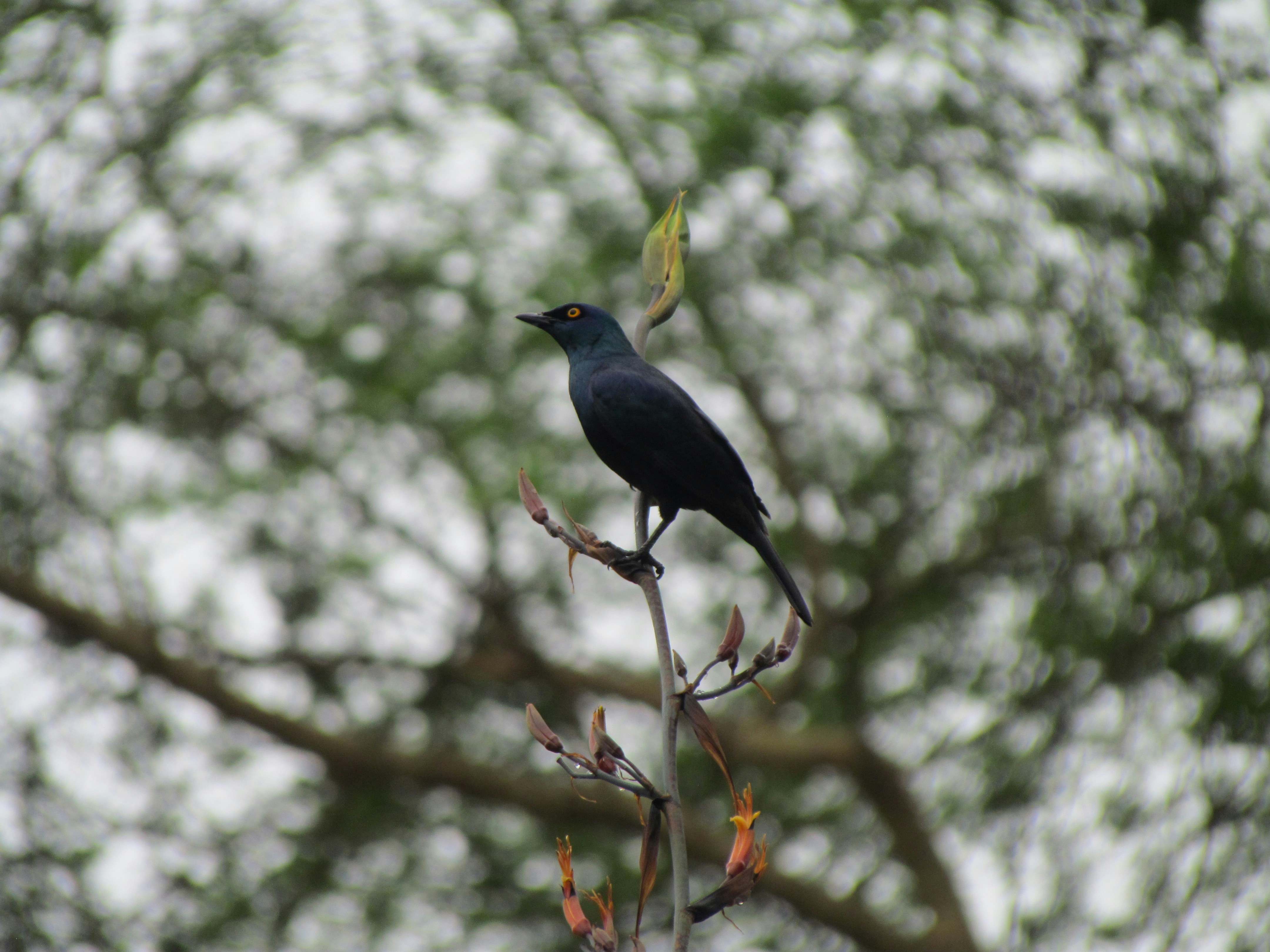 Blue bird perched on a slender branch against a backdrop of lush, blurred foliage.