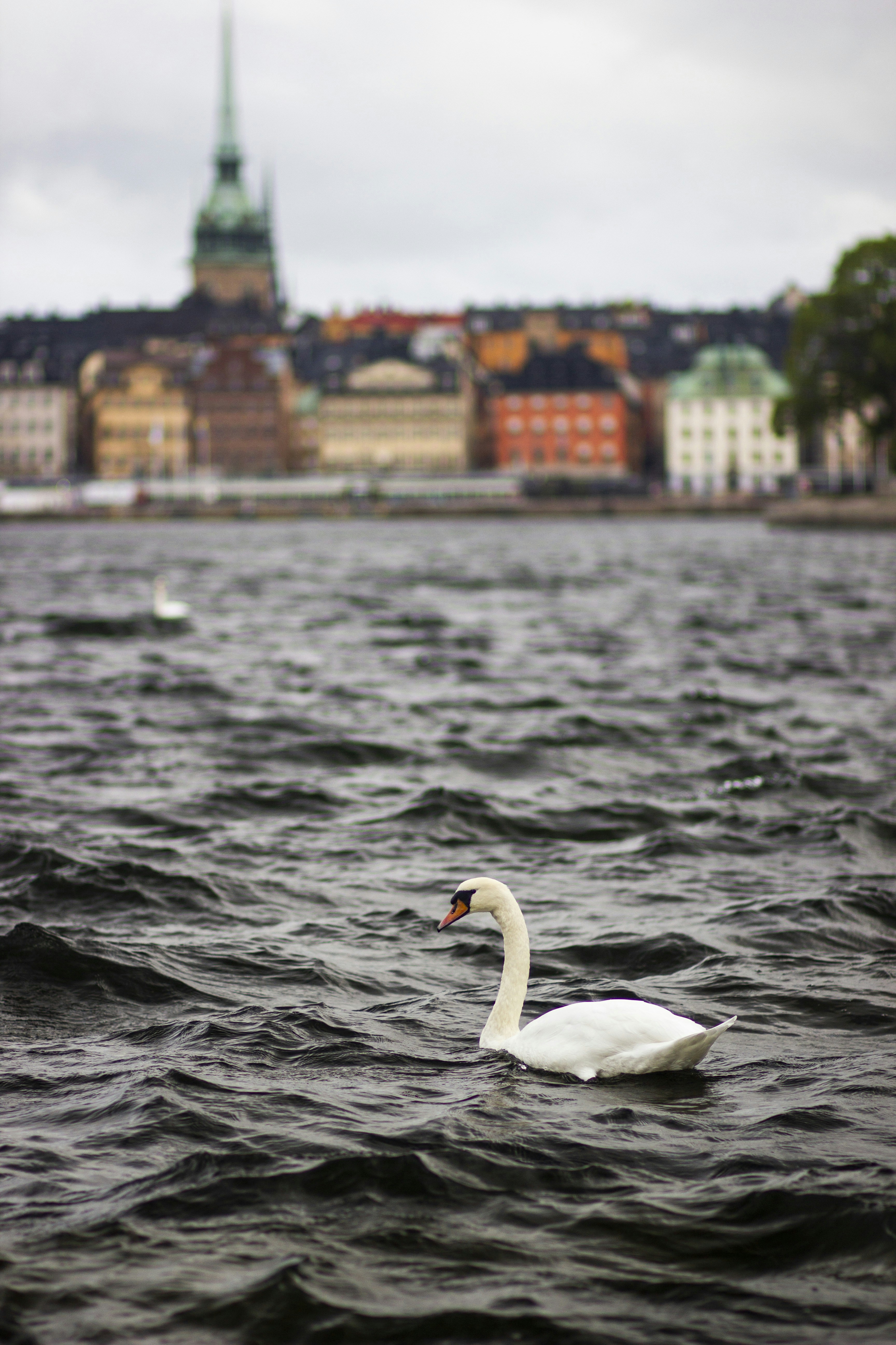 Swan on Choppy Water Against a Blurred Riverside Skyline