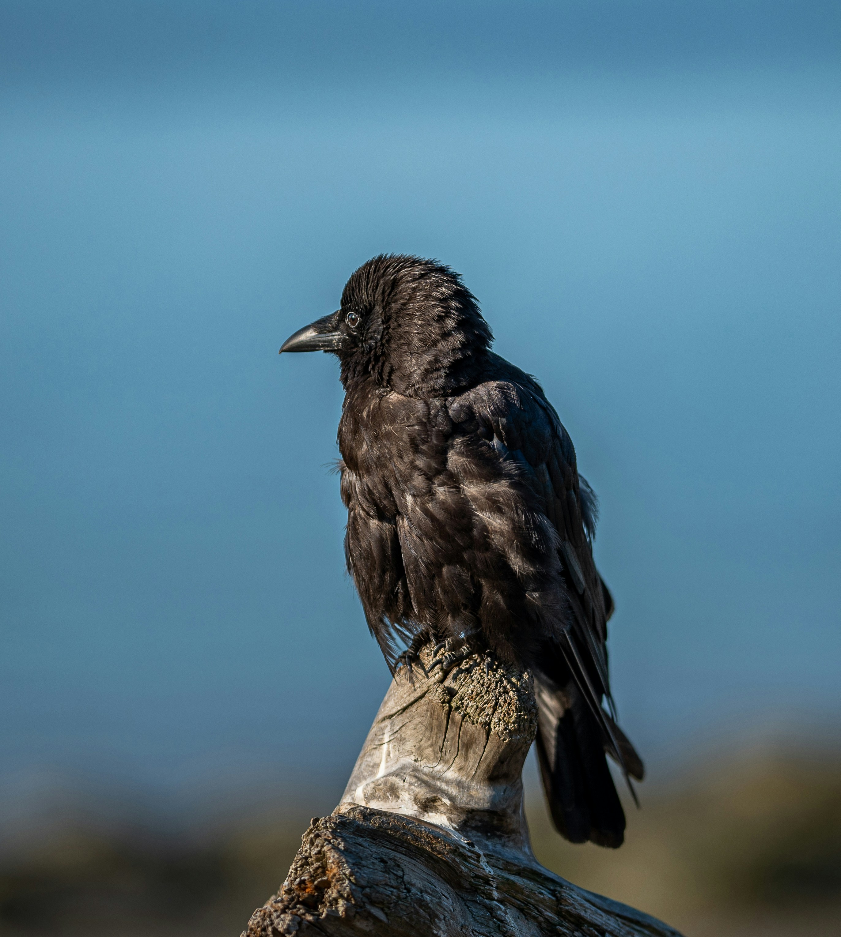 Raven Sentinel on Weathered Post