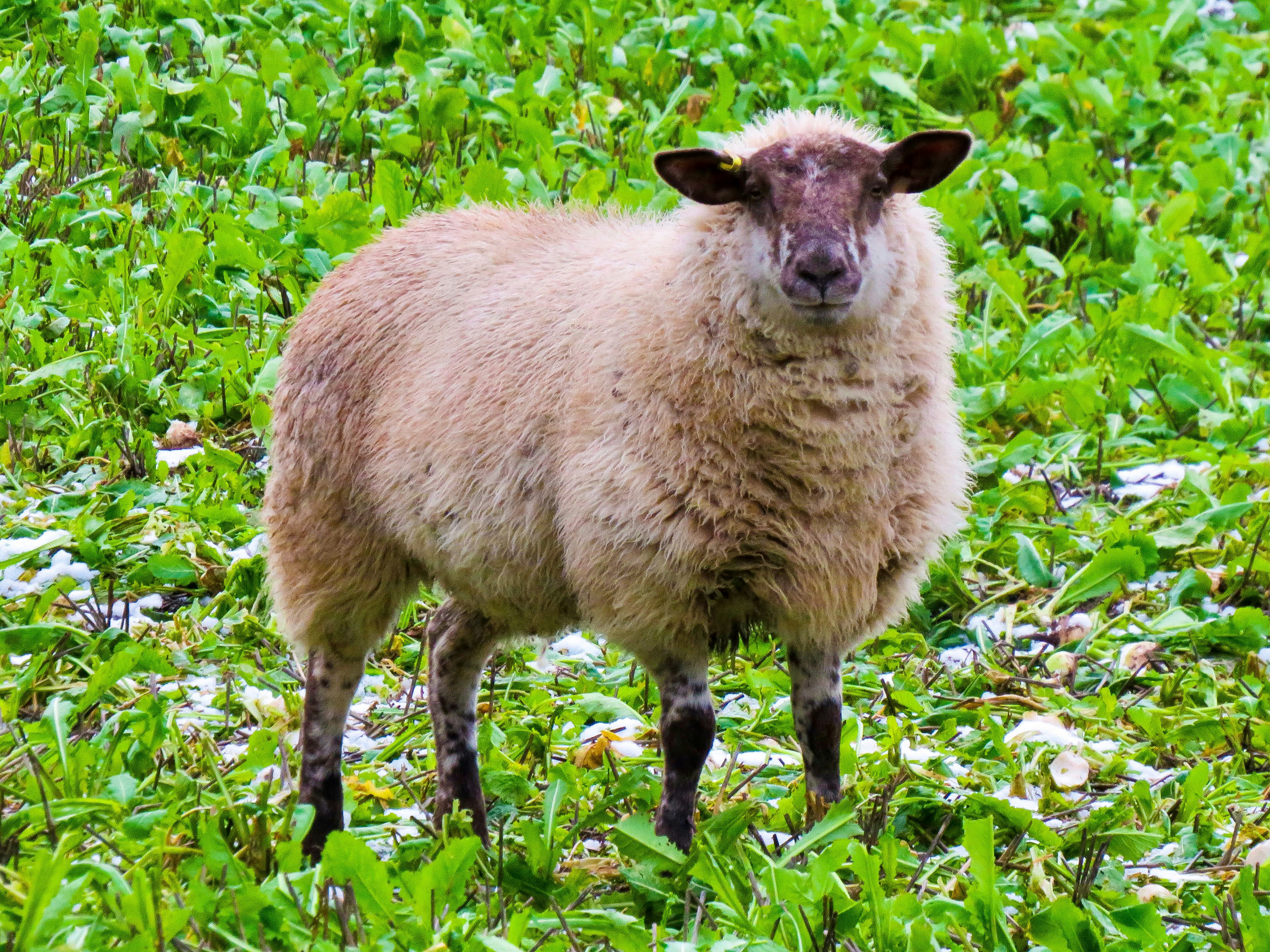 Creamy Ewe in a Field of Green: A Quiet Pastoral Moment