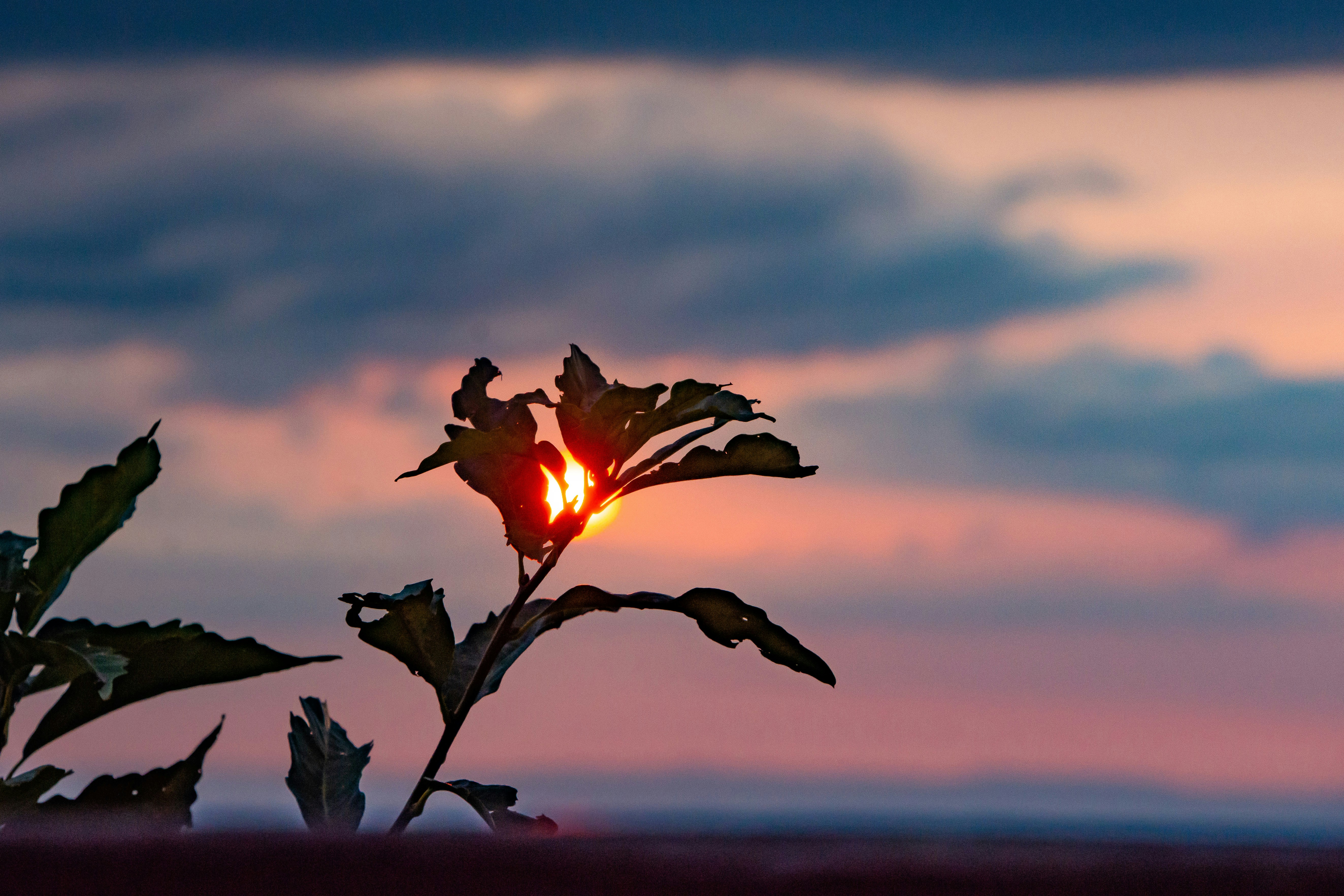 Sunburst Through Leaf Silhouette at Dusk