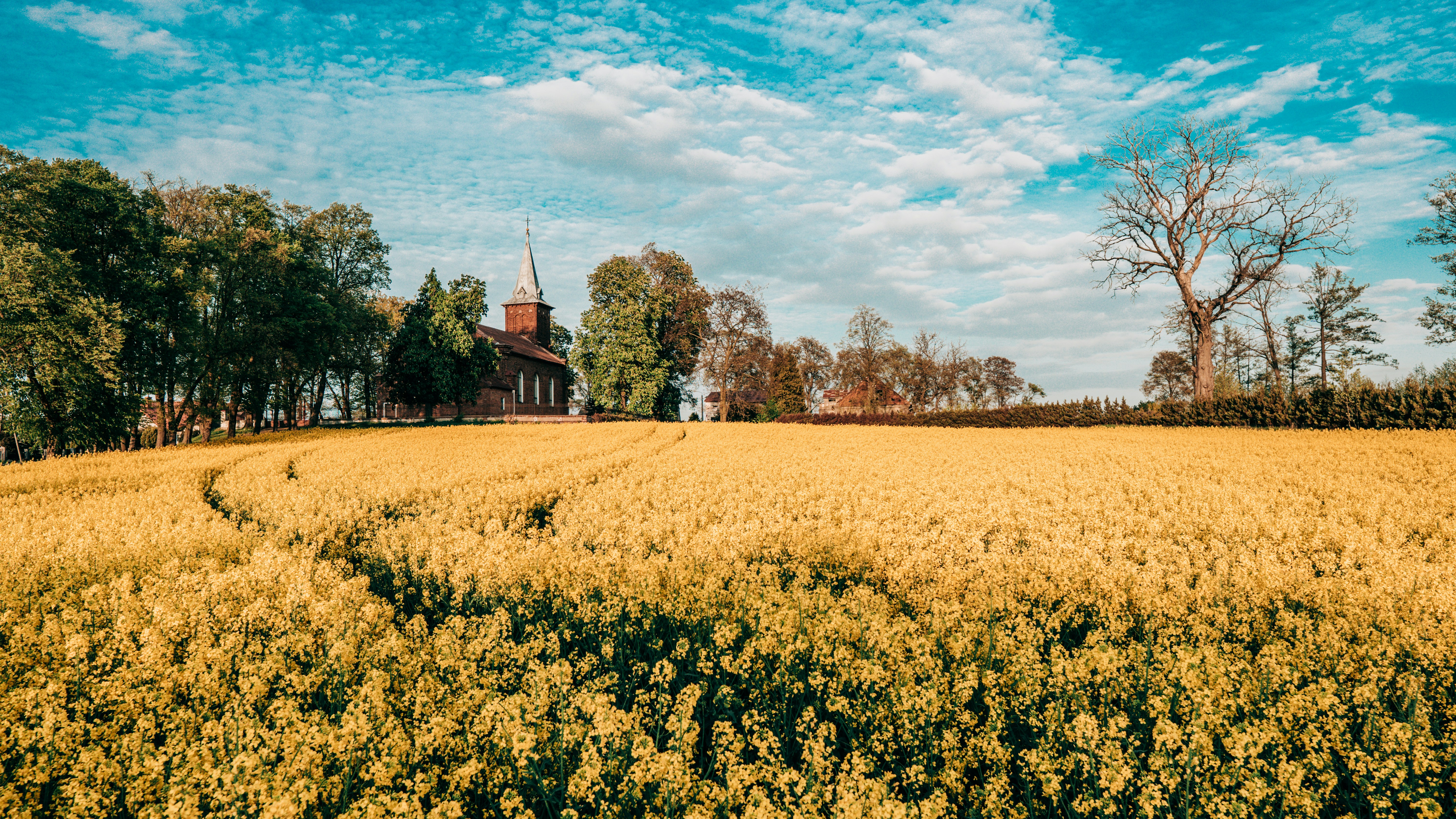 Rural house set against a vast yellow flower field under a vibrant blue sky with scattered clouds.