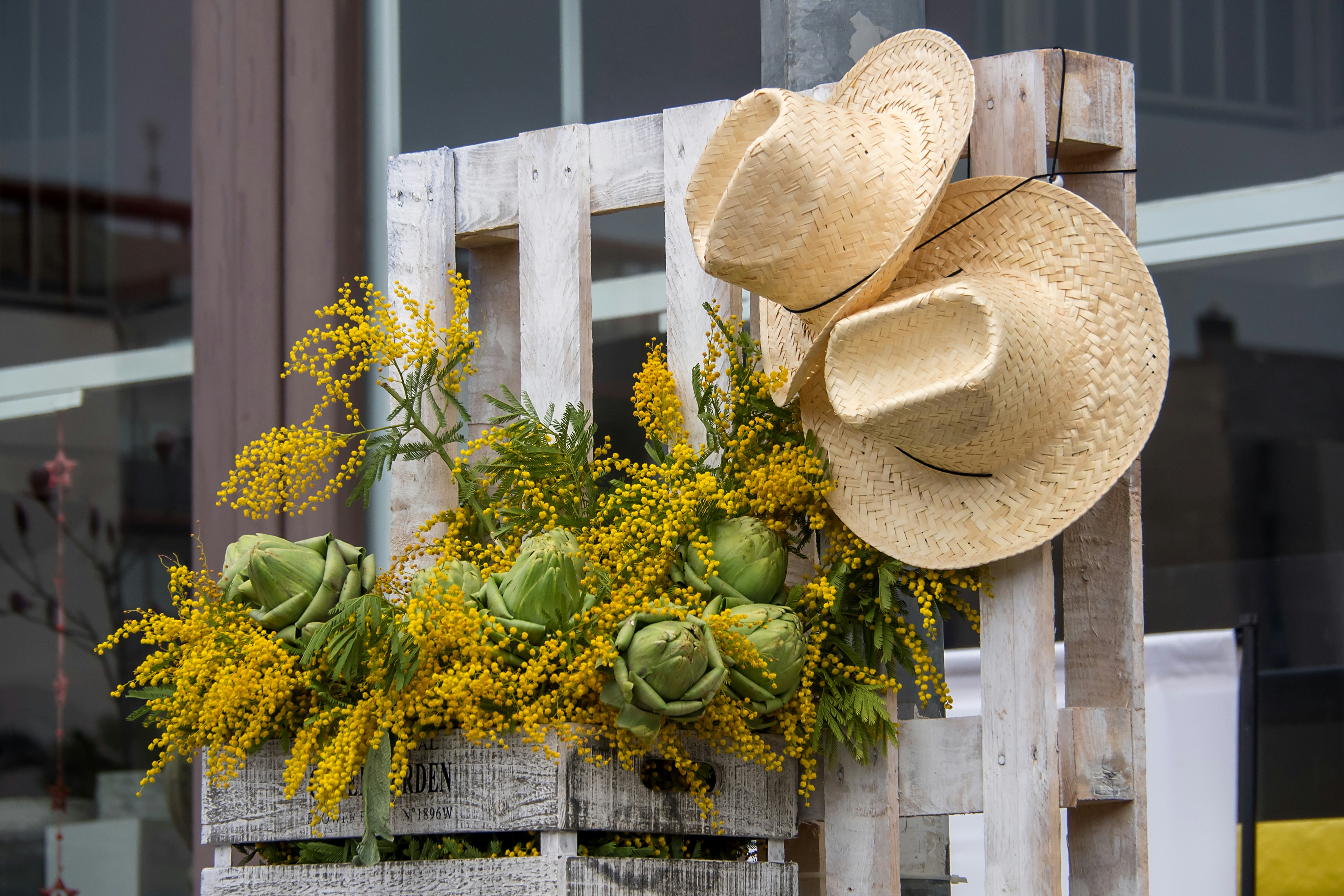 Sunlit Mimosa Cascade Framed by Weathered Wood and Straw Hats